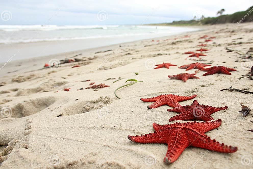Starfish Patterns on Sandy Beach - Starfish Patterns with Red Starfish on Sandy Beach for ...