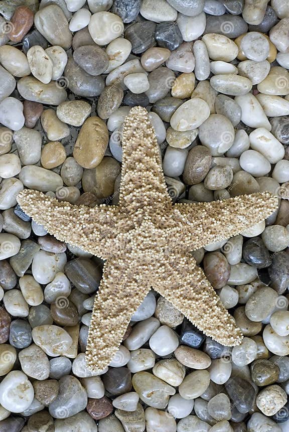 Starfish on pebble stock image. Image of background, detail - 10144543