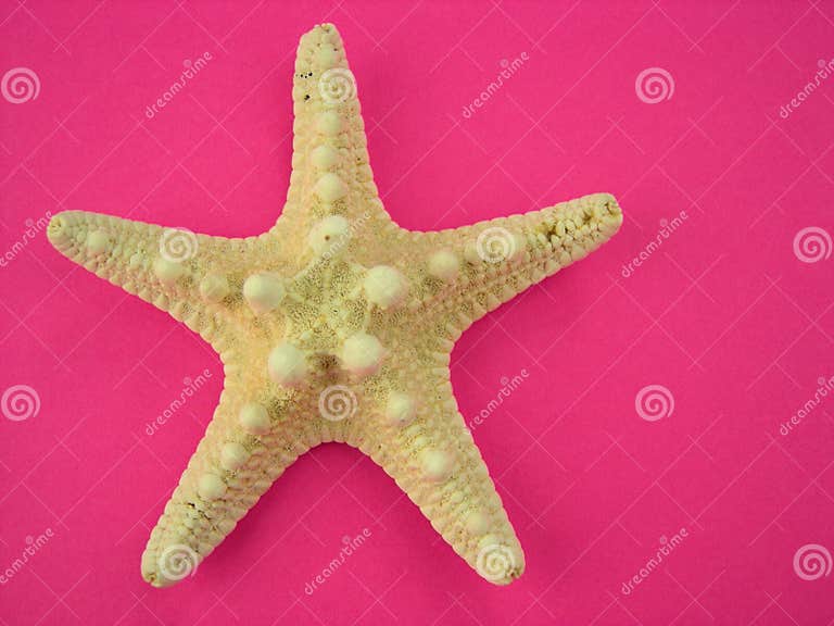 Starfish on Pink stock image. Image of starfish, ridges - 11284331