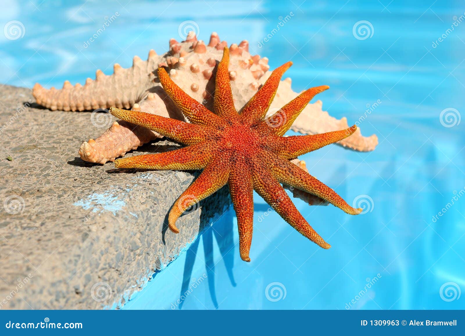 Starfish by Pool stock image. Image of bright, sunshine - 1309963