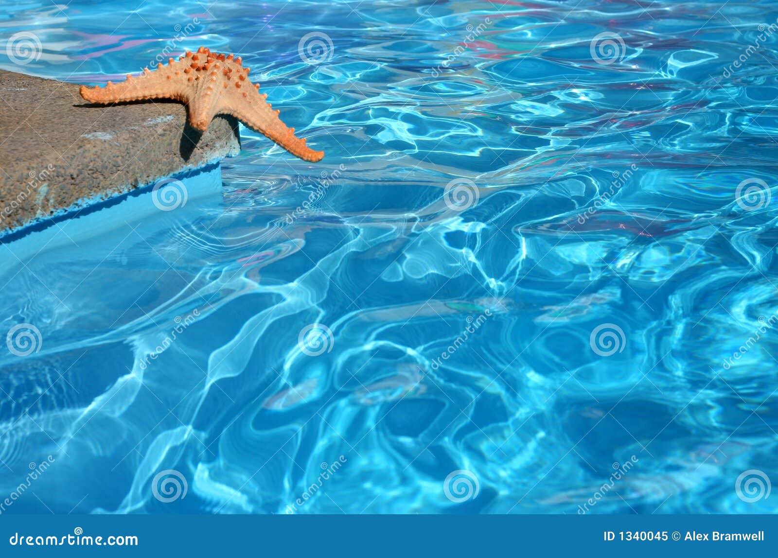 Starfish by Pool stock image. Image of holiday, pool, tropical - 1340045
