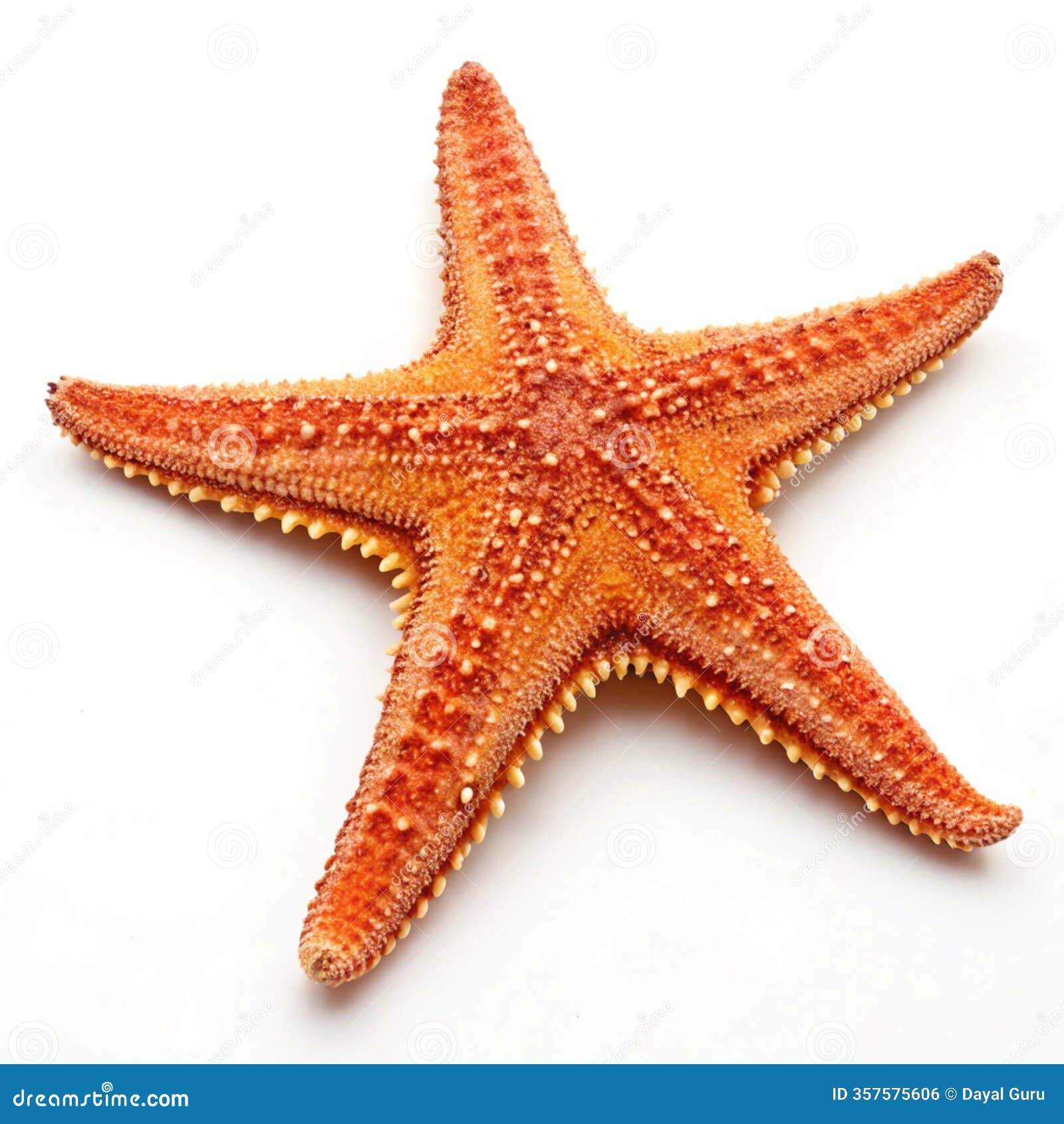 Starfish realistic element stock illustration. Illustration of ...