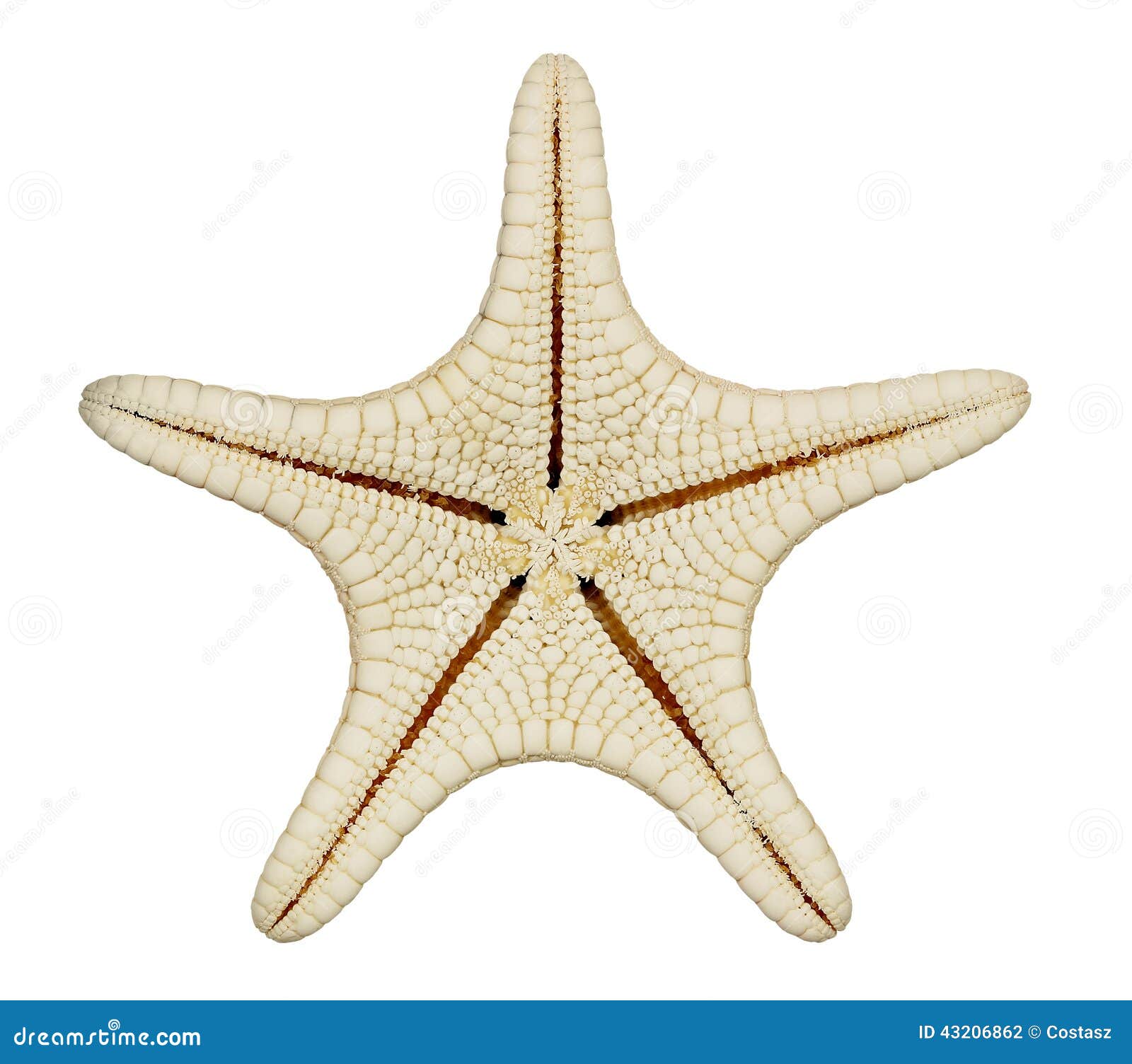 Starfish stock photo. Image of beige, pattern, crustacean - 43206862