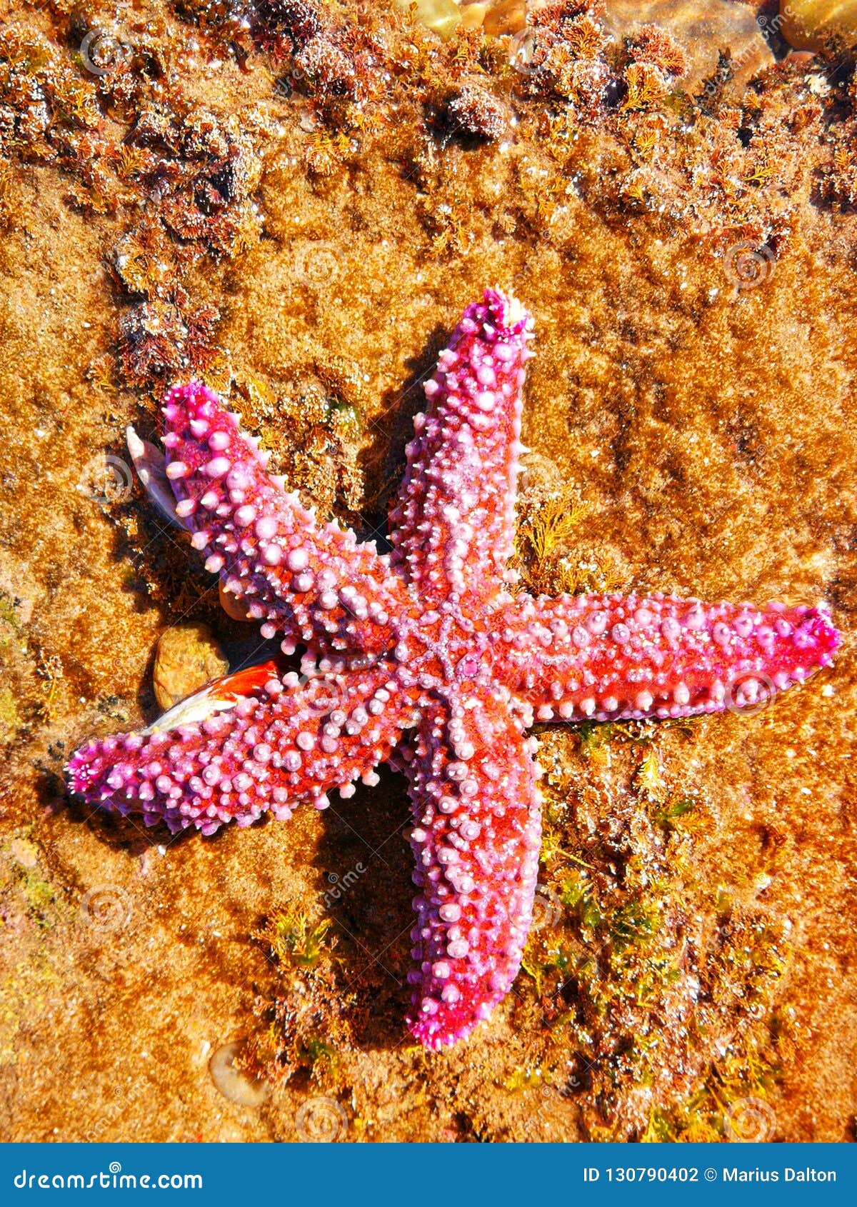 Starfish stock photo. Image of starfish, creature, pink - 130790402