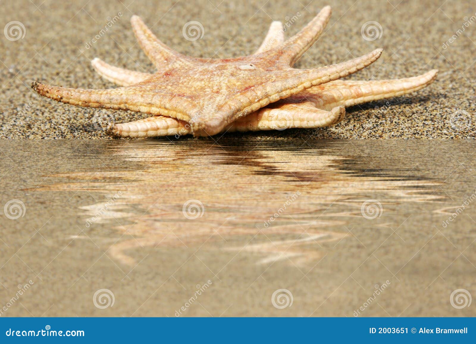 Starfish Reflected stock image. Image of copyspace, creature - 2003651