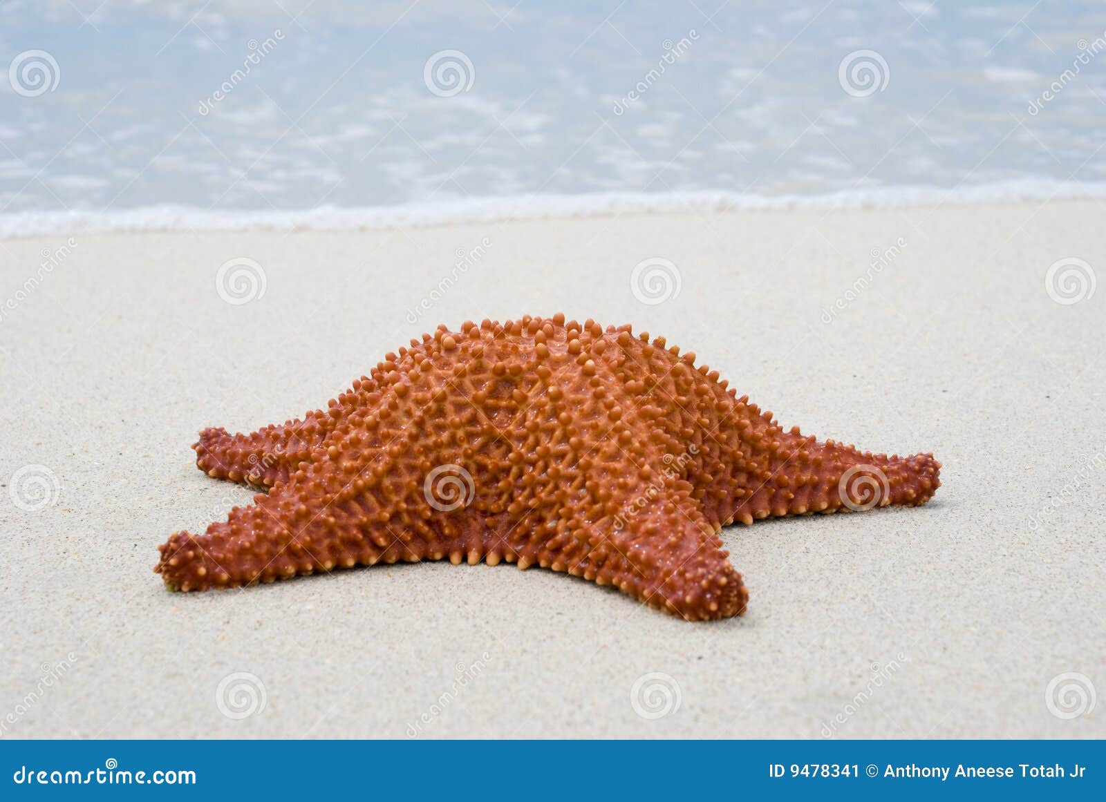 Starfish (reticulatus De Oreaster) Imagem de Stock - Imagem de comum ...