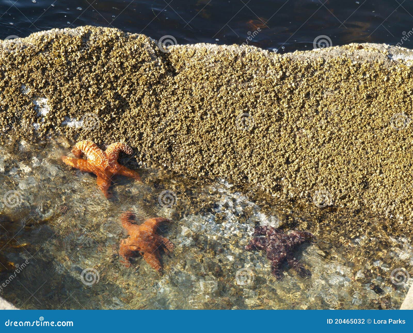 Starfish on rock stock photo. Image of orange, wildlife - 20465032