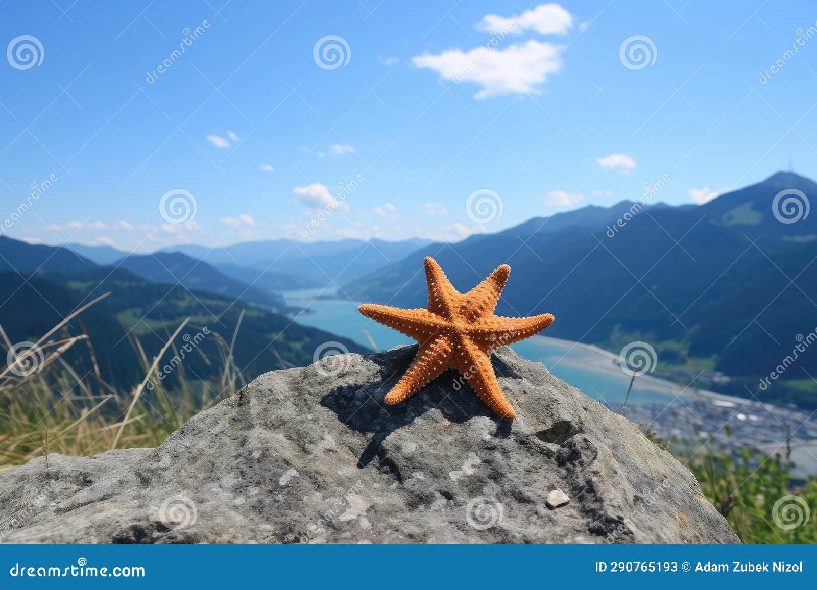A starfish on a rock stock illustration. Illustration of natural ...