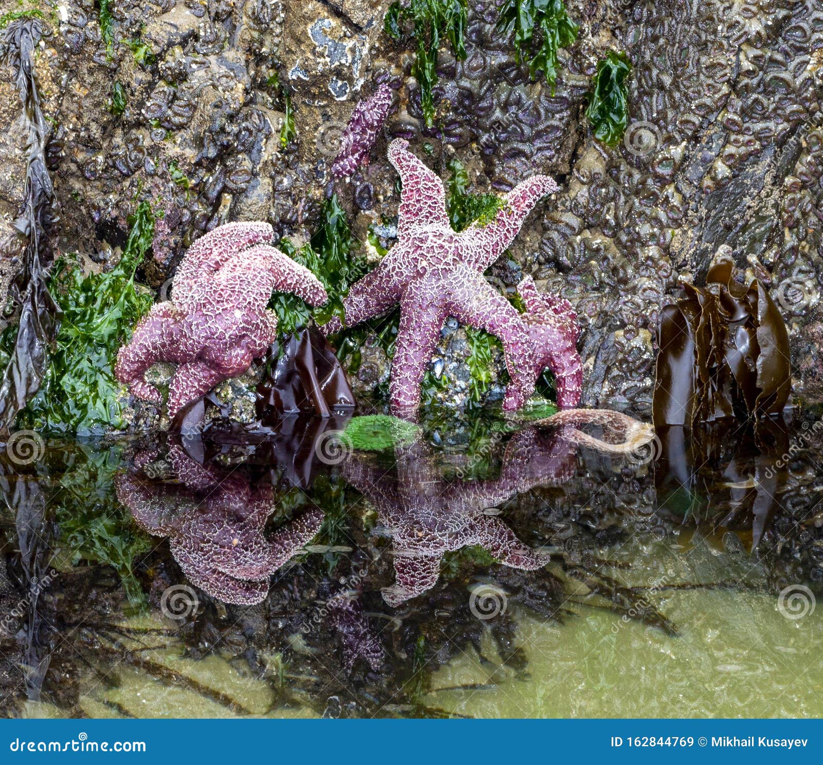 Starfish on a Rock at Low Tide on Cannon Beach Stock Image - Image of ...