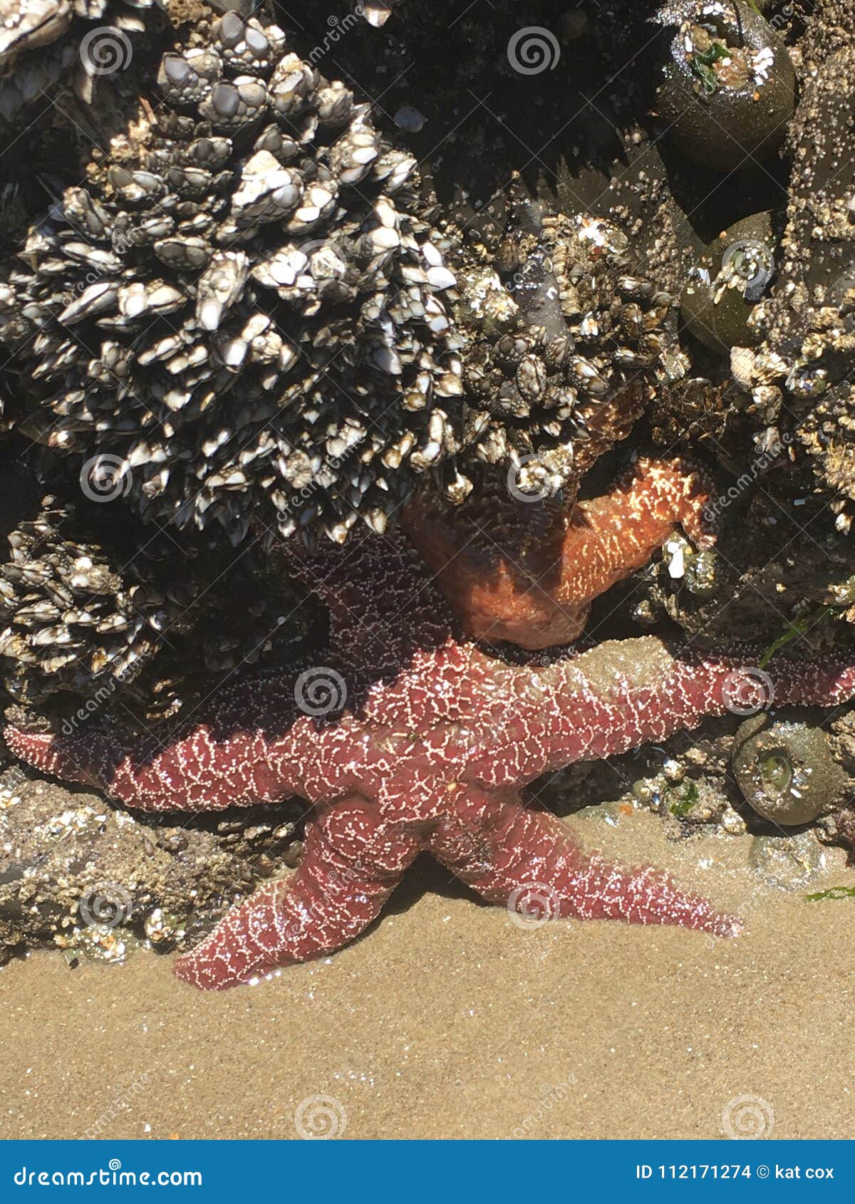 Starfish on rock stock photo. Image of tide, pacificocean - 112171274