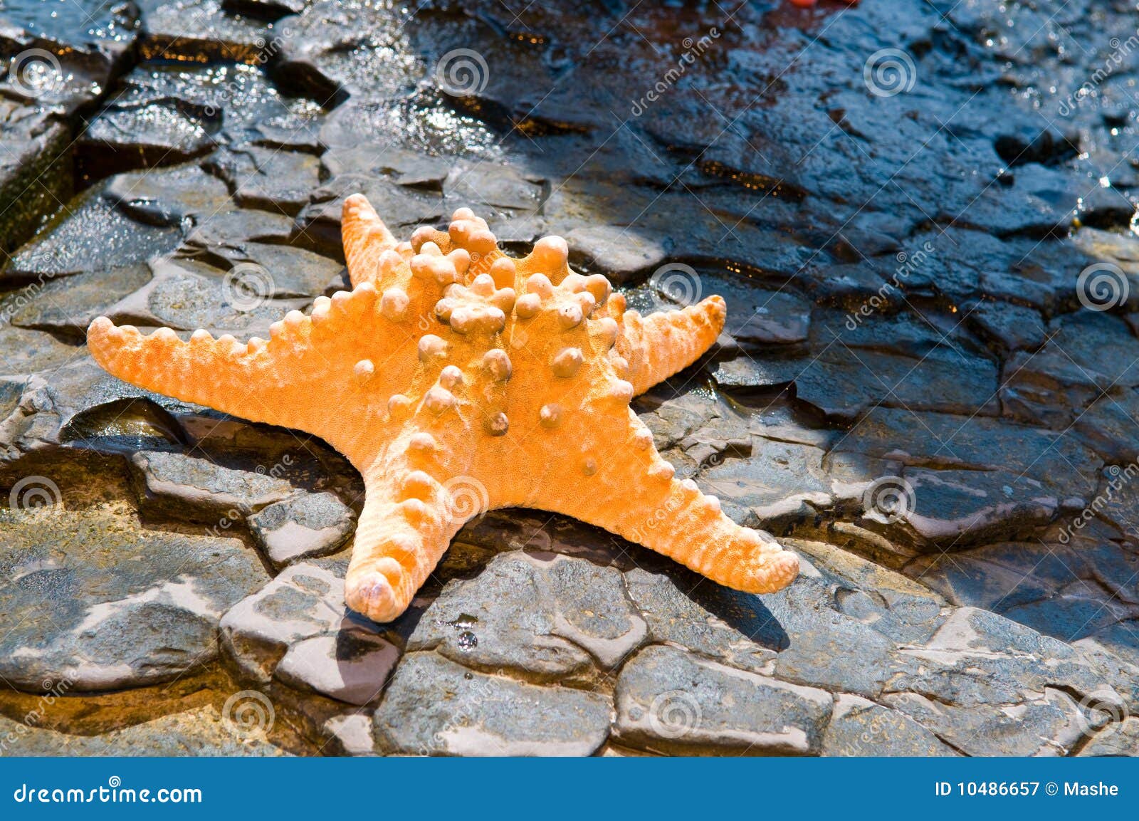 Starfish on Rock at Seashore Stock Image - Image of portrait, caucasian ...