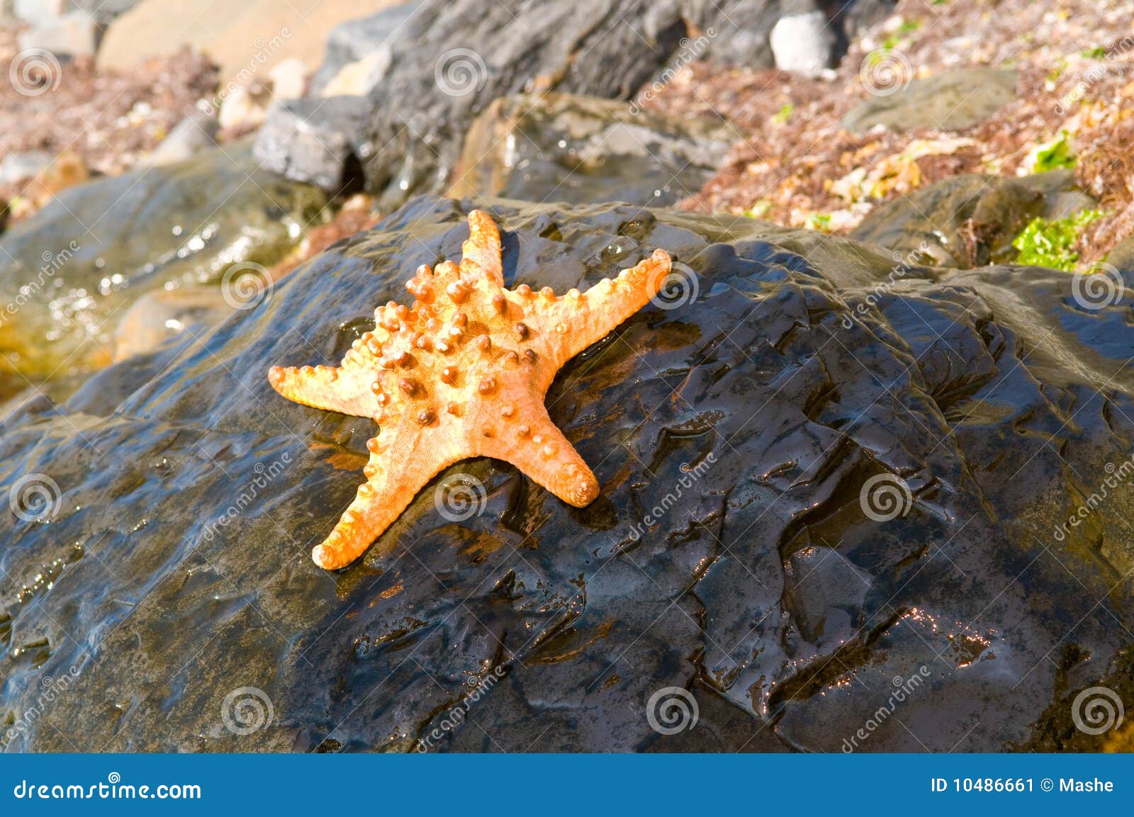 Starfish on Rock at Seashore Stock Image - Image of flower, portrait ...
