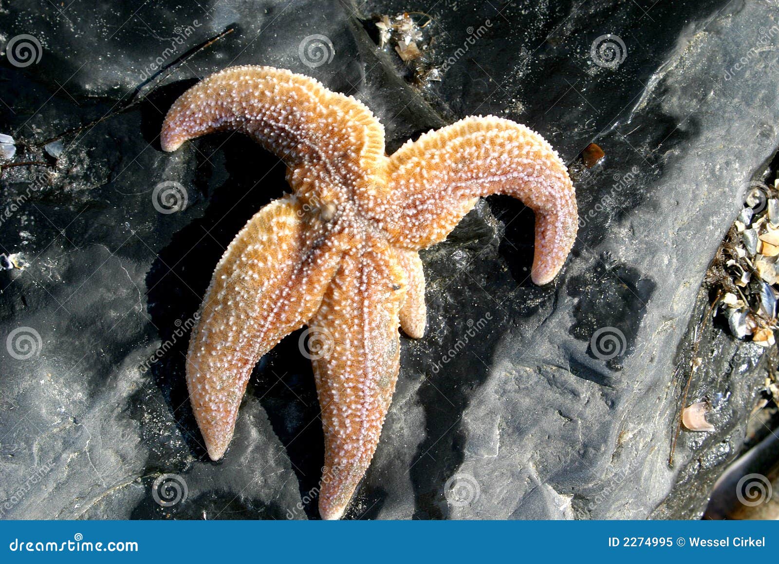Starfish Regeneration
