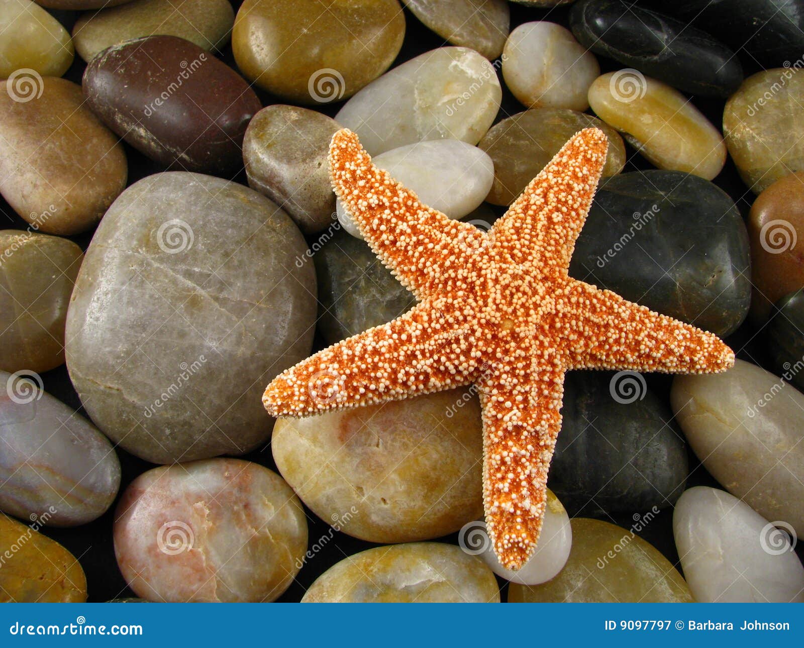 Starfish on Rocks stock image. Image of creature, river - 9097797