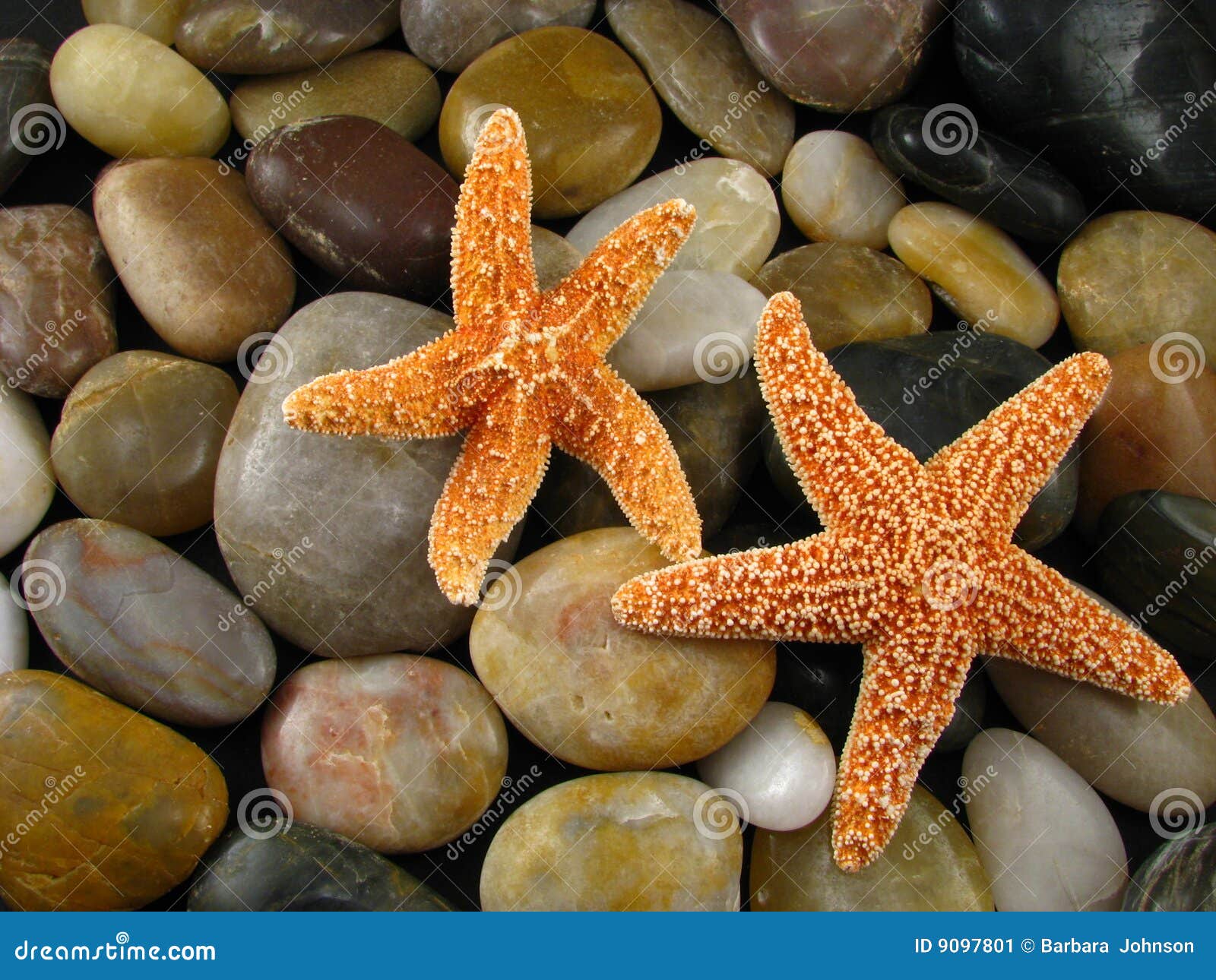 Starfish on Rocks stock image. Image of nature, river - 9097801