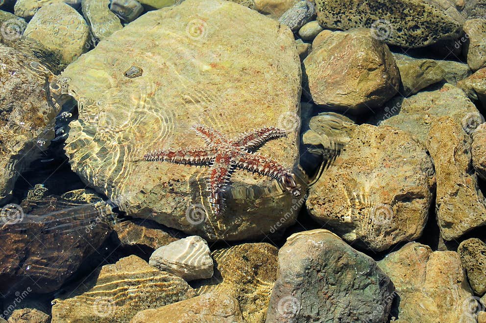 Starfish on Rocks in Seawater Stock Image - Image of submerged ...