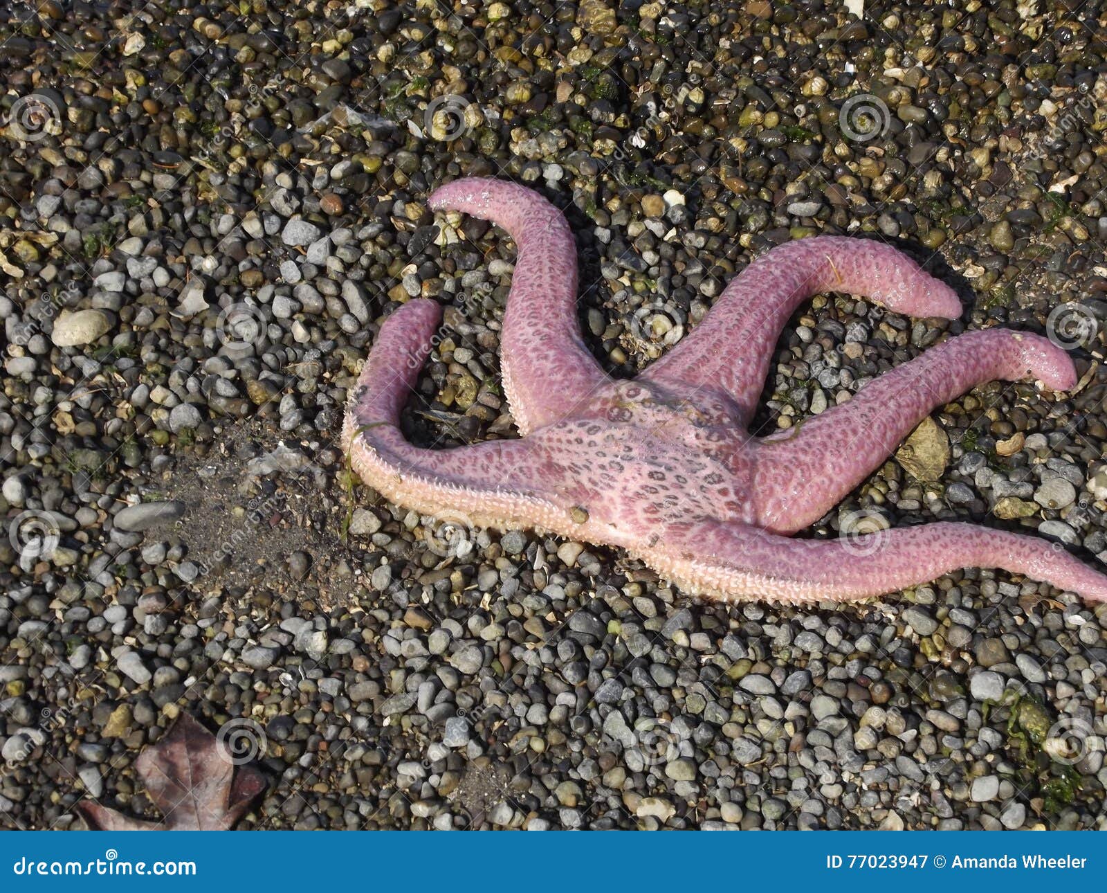 Starfish stock image. Image of starfish, beach, rocky - 77023947