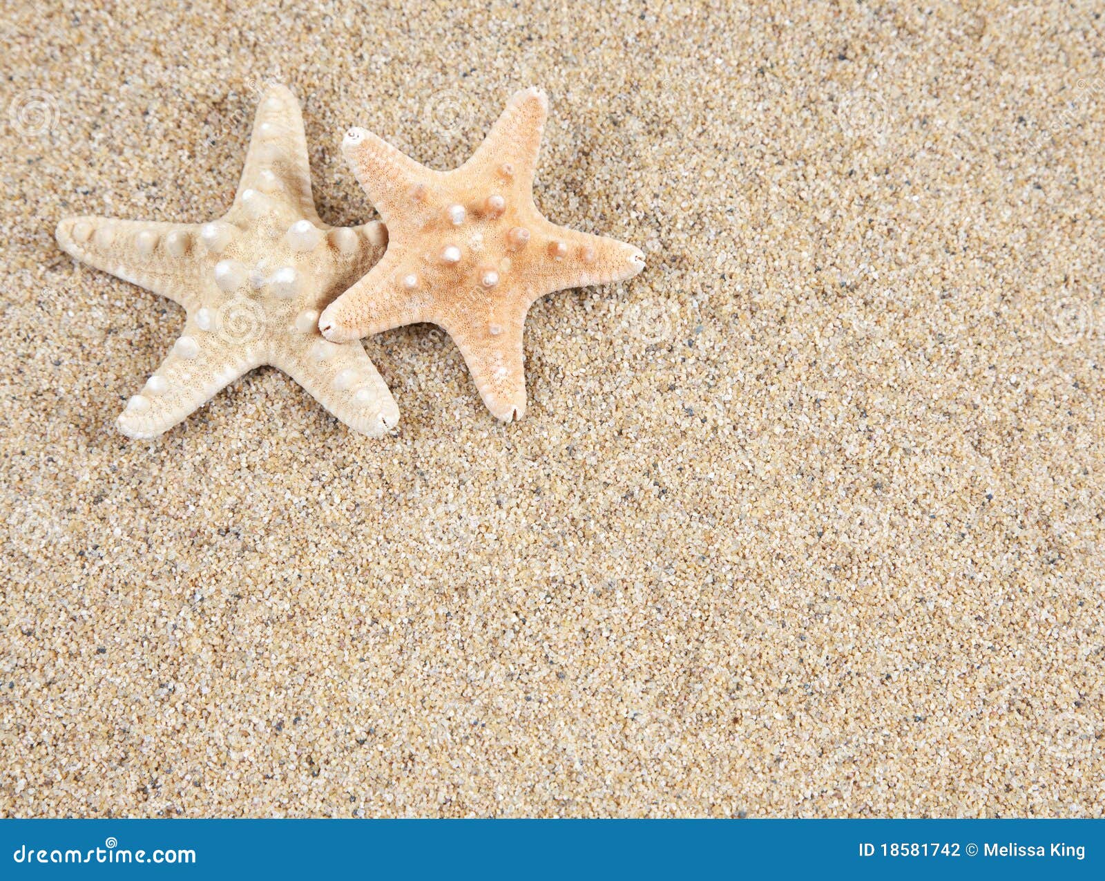 Starfish and sand stock photo. Image of text, fish, natural - 18581742