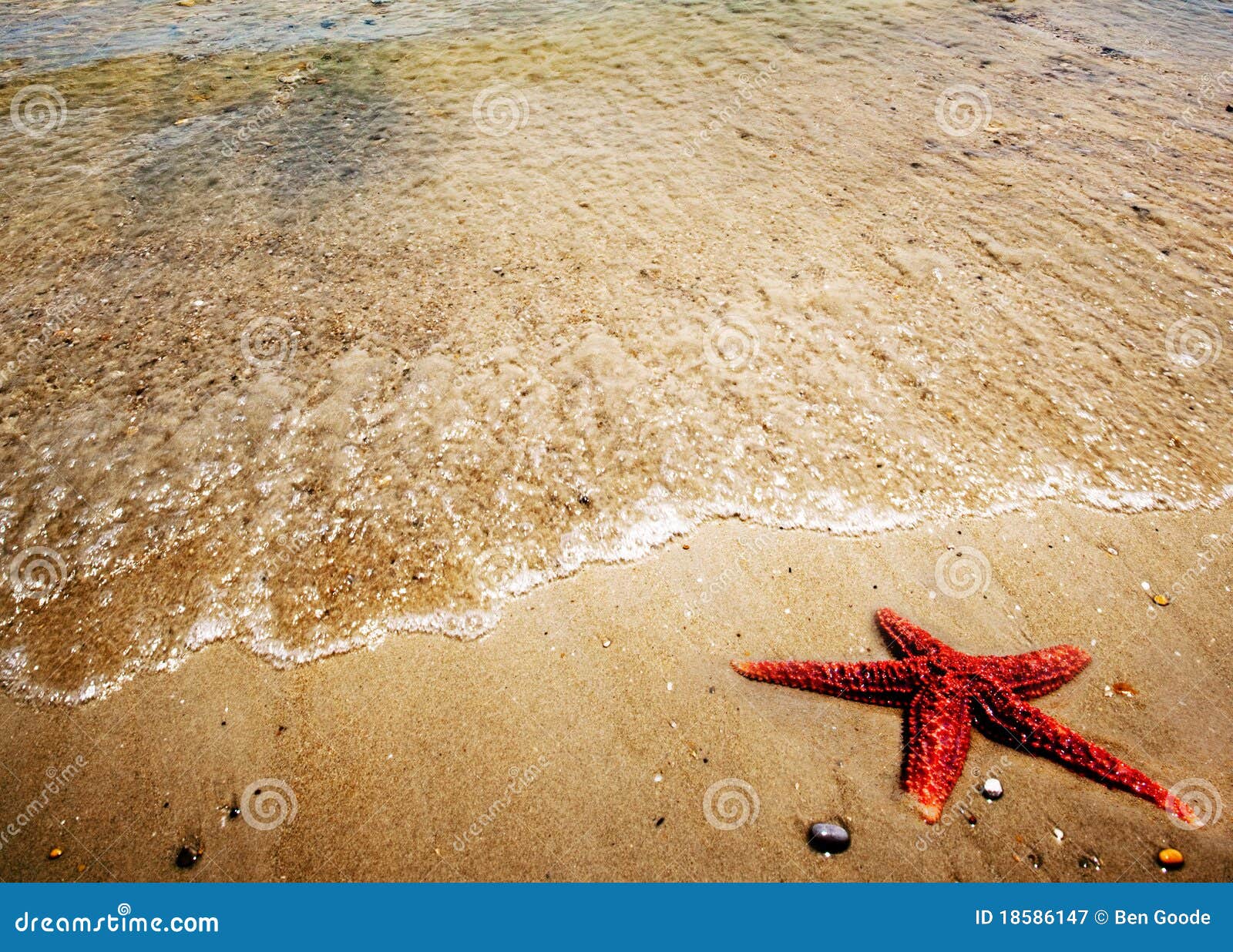 Starfish on Sand stock image. Image of outdoor, scenic - 18586147