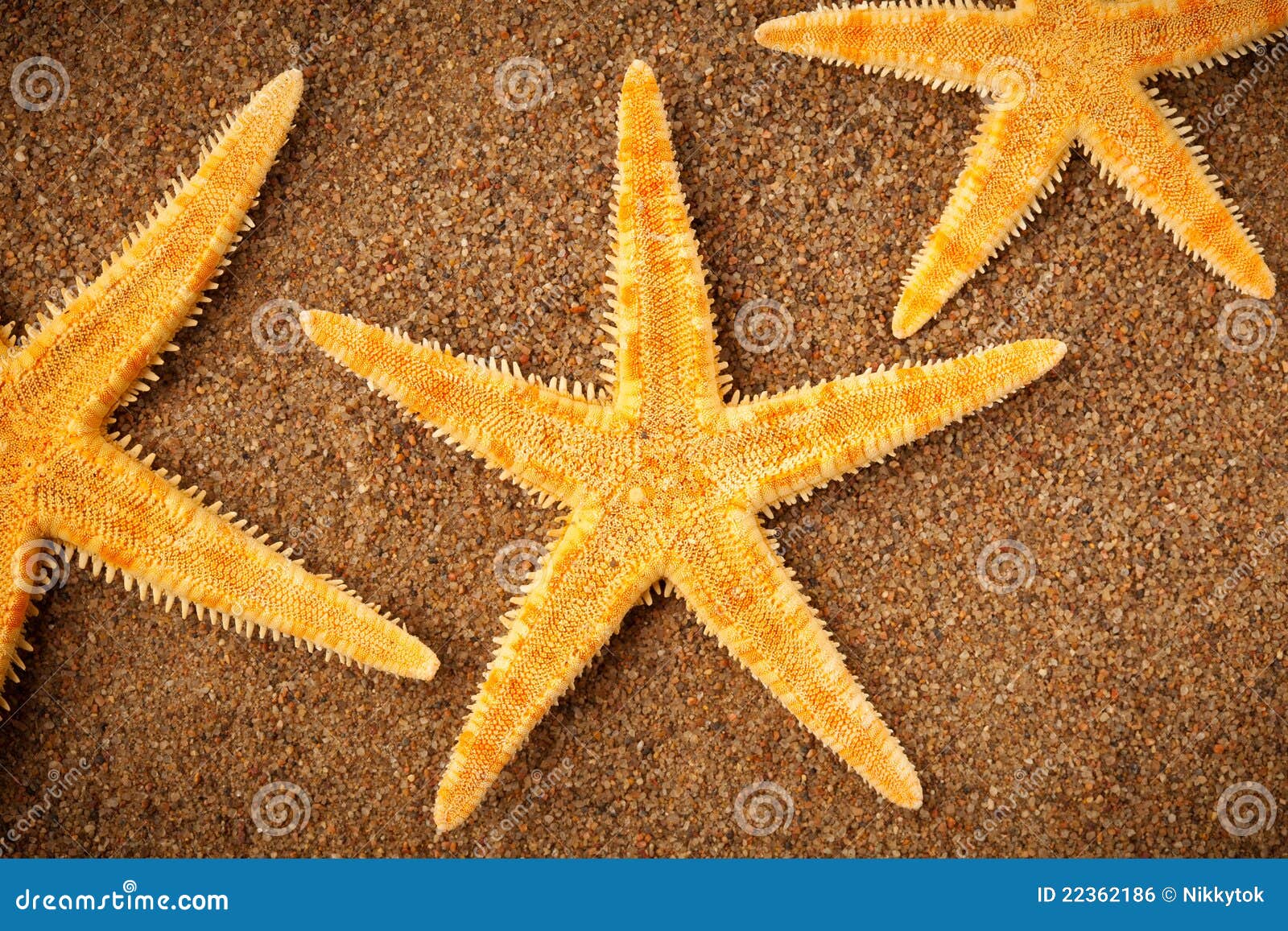 Starfish on the sand stock photo. Image of color, coastline - 22362186