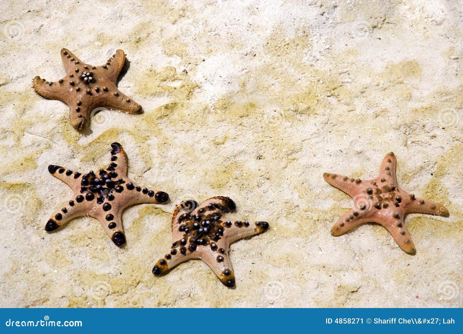 Starfish on sand stock image. Image of animals, creatures - 4858271