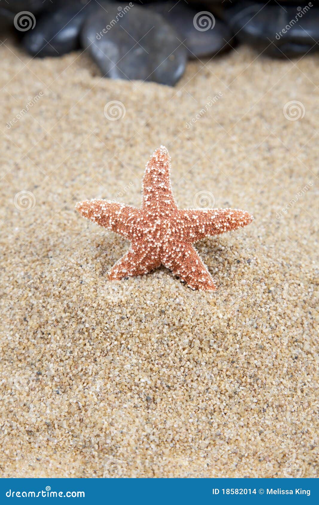 Starfish on Sand Background Stock Photo - Image of artistic, grains ...