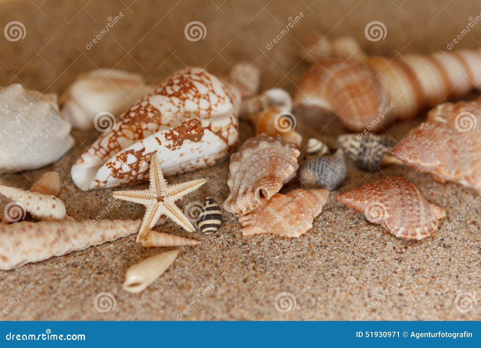 Starfish sand conch shells stock image. Image of holidays - 51930971