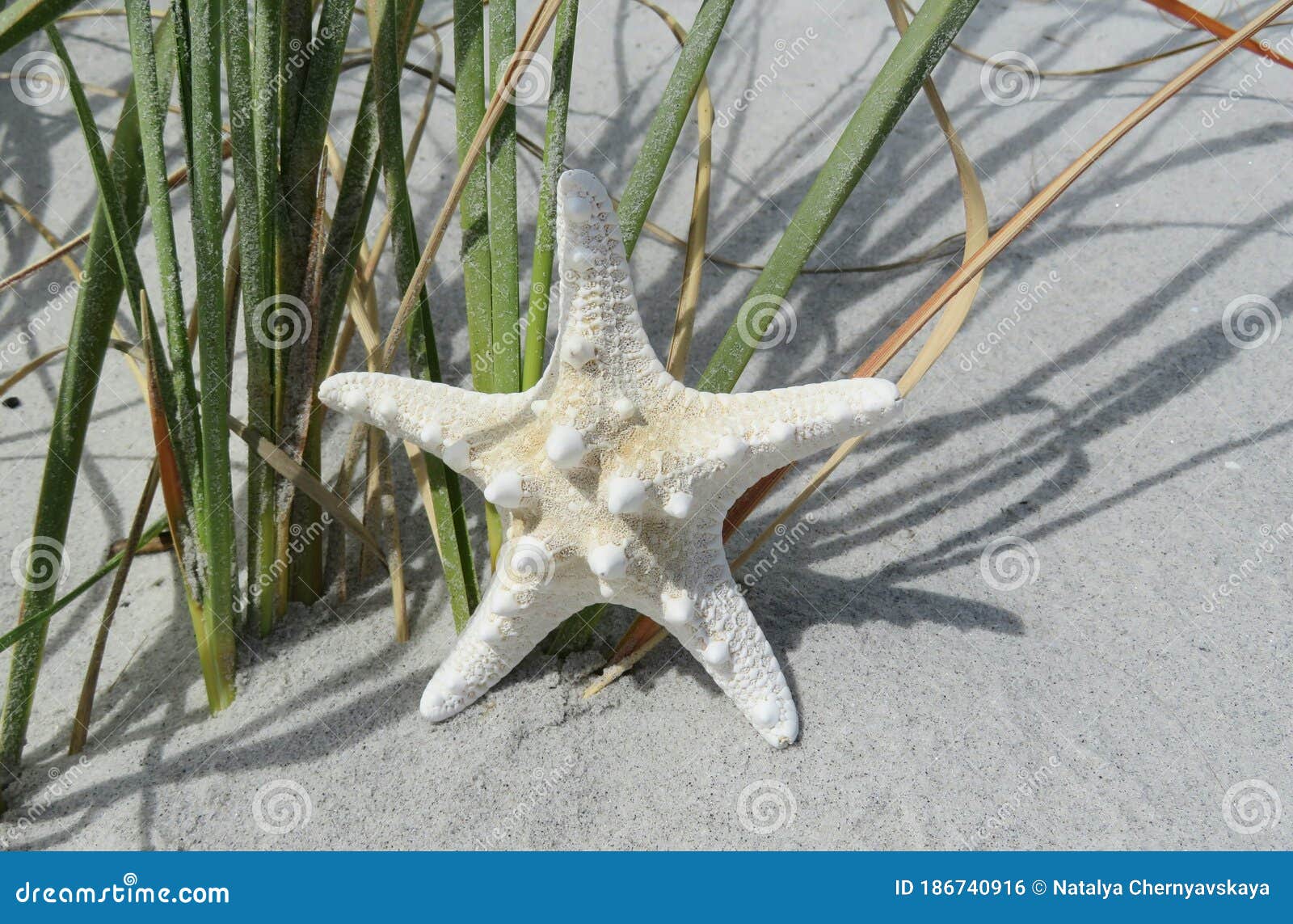 Starfish on the Florida Beach Stock Photo - Image of beach, seaside ...