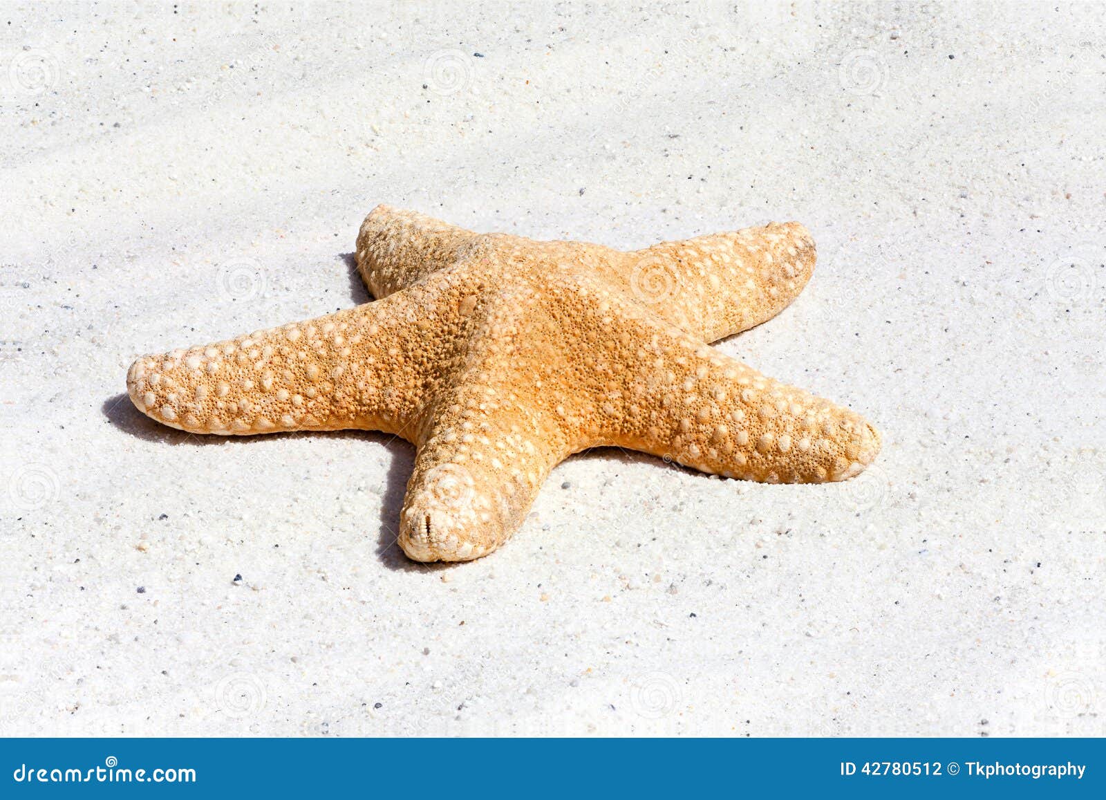 Starfish in Sand stock photo. Image of outdoors, space - 42780512