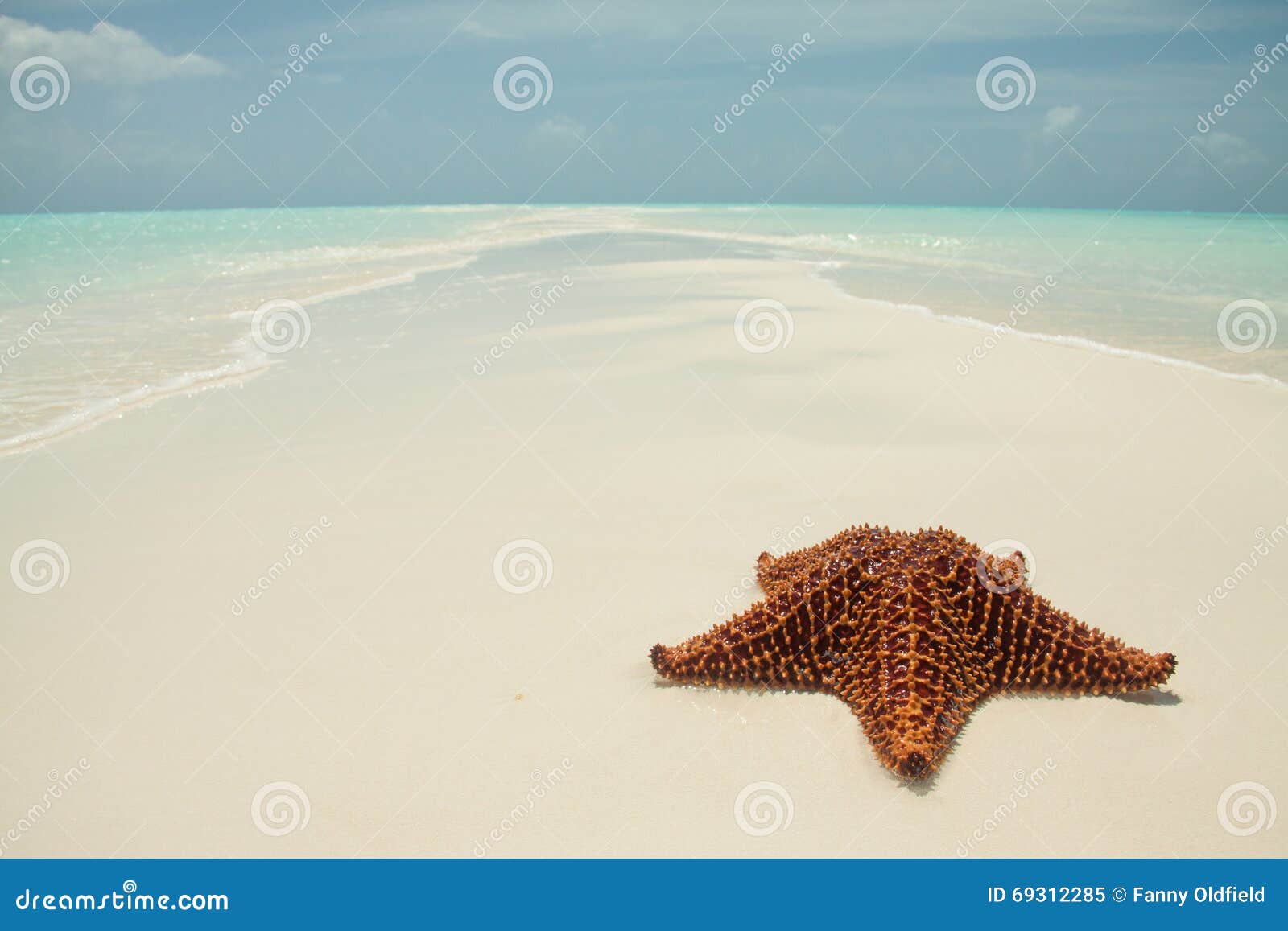 Starfish on a sandbar stock image. Image of vacation - 69312285