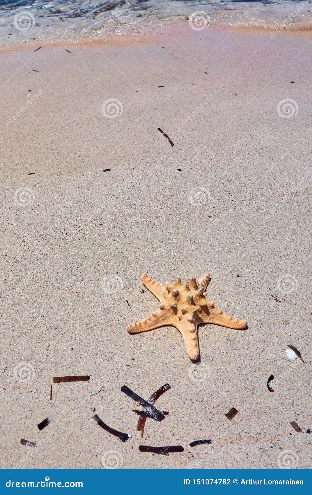 Starfish on a sandy beach. stock photo. Image of marine - 151074782