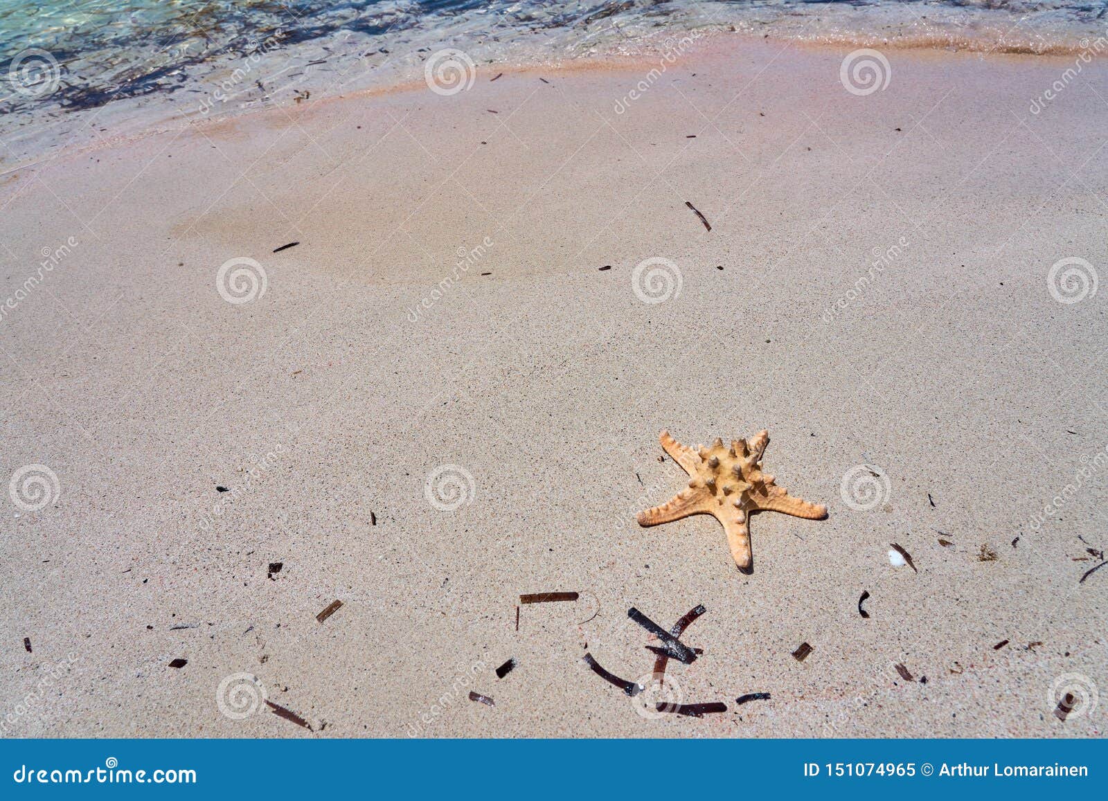 Starfish on a sandy beach. stock image. Image of animal - 151074965