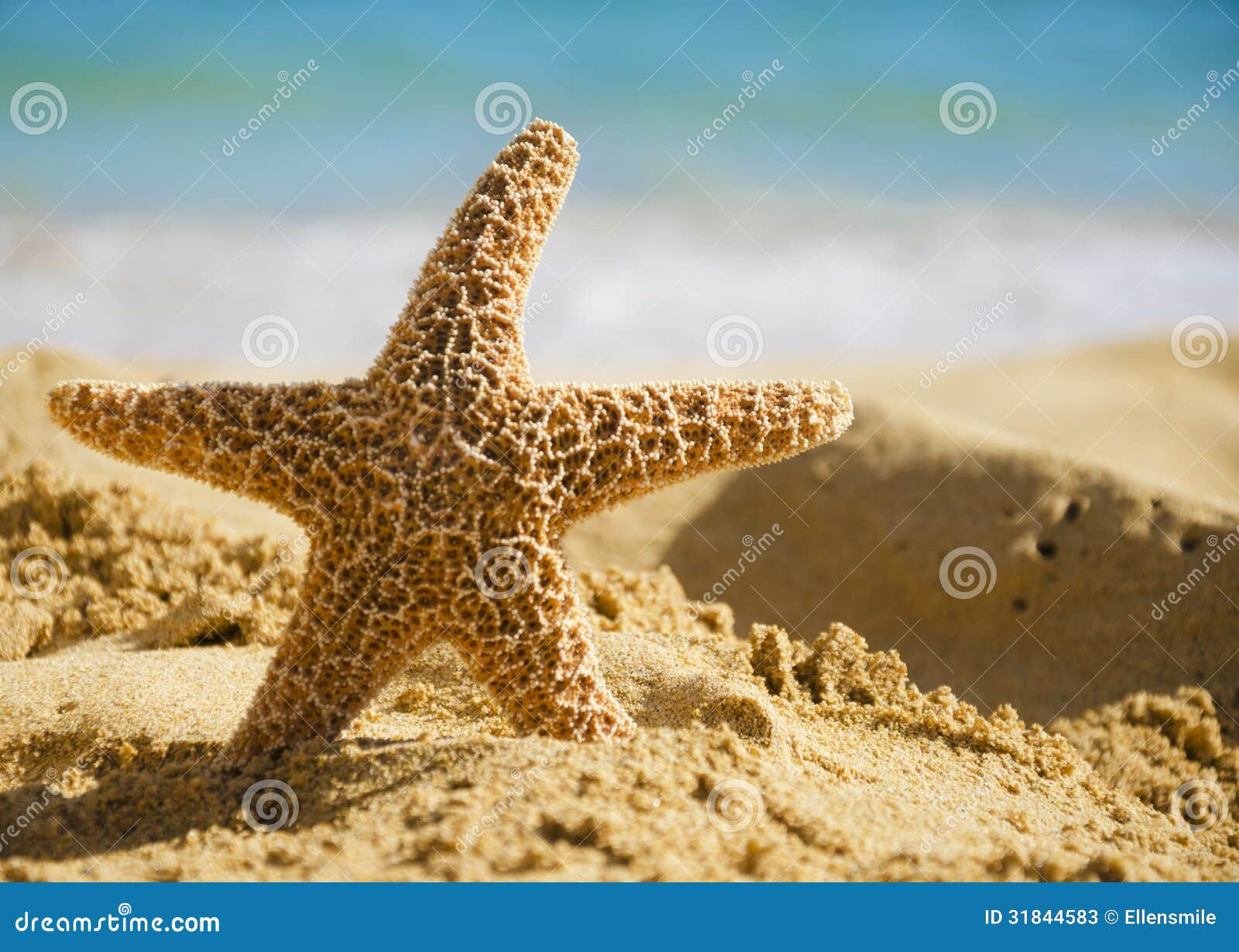 Starfish on sandy beach stock image. Image of sunlight - 31844583
