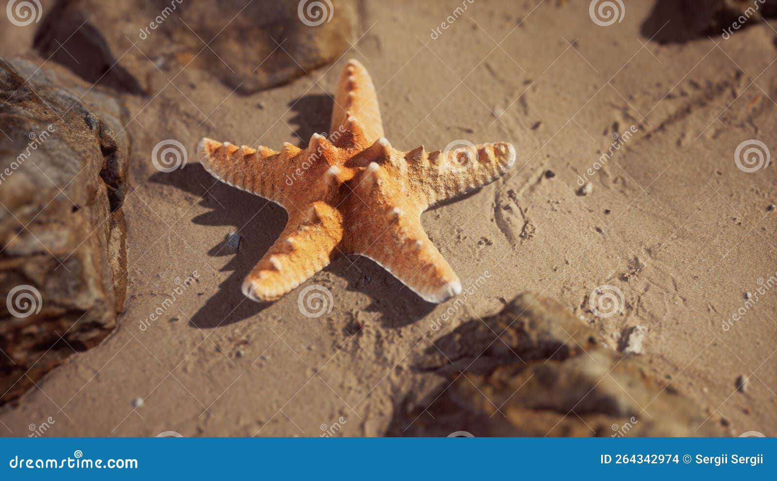 Starfish on Sandy Beach at Sunset Stock Photo - Image of beach, aquatic ...