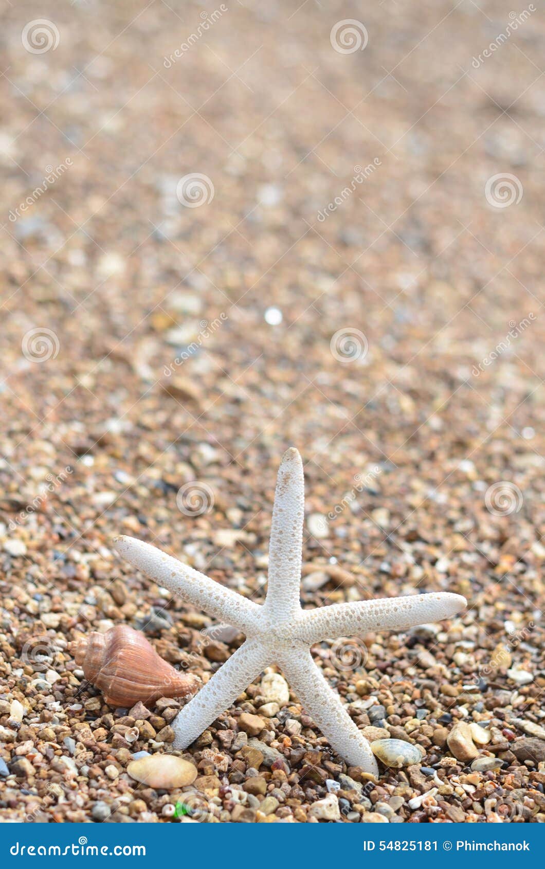 Starfish on sandy beach stock image. Image of blue, tranquil - 54825181