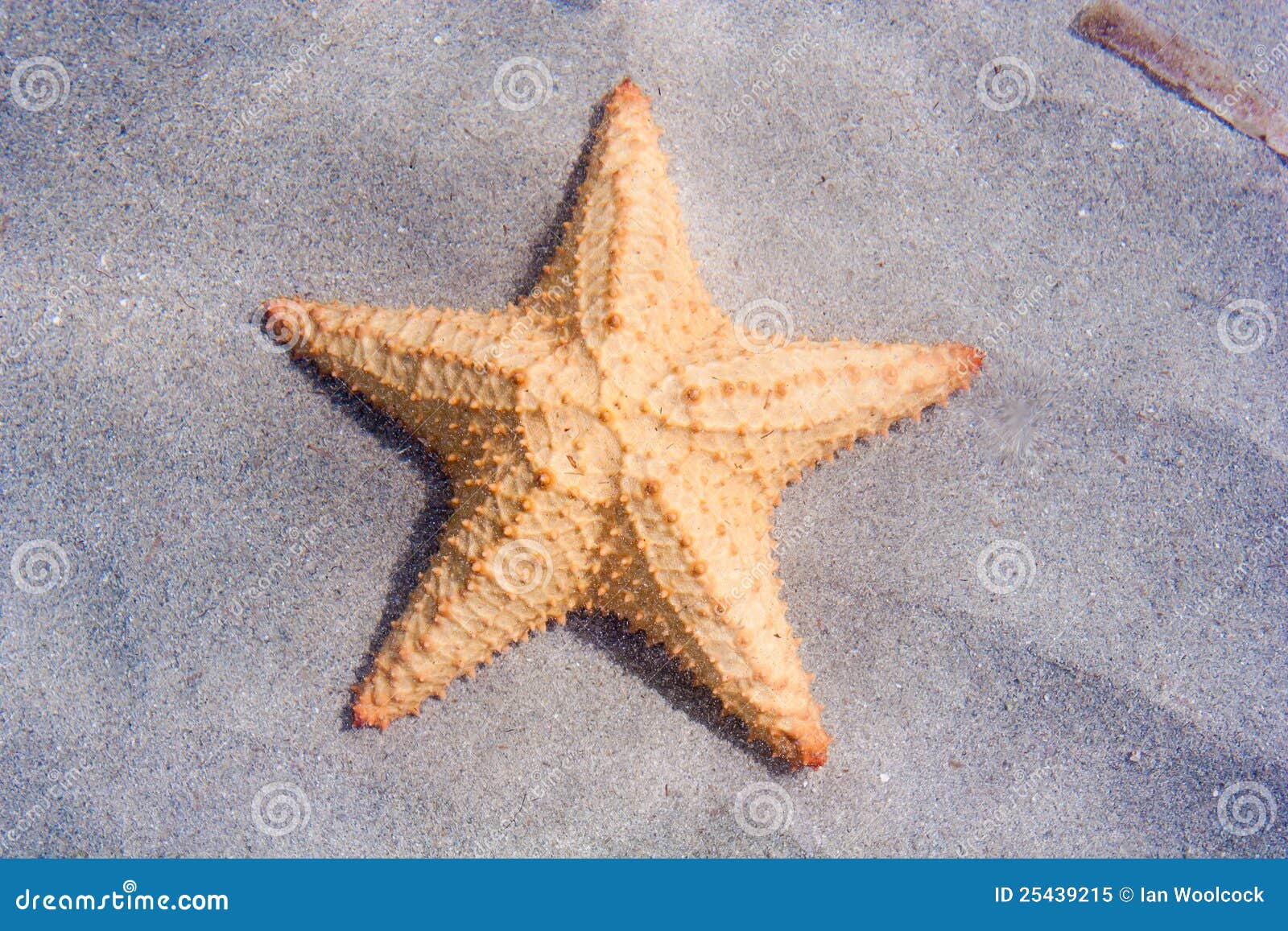 Starfish in the sea stock image. Image of fish, nature - 25439215