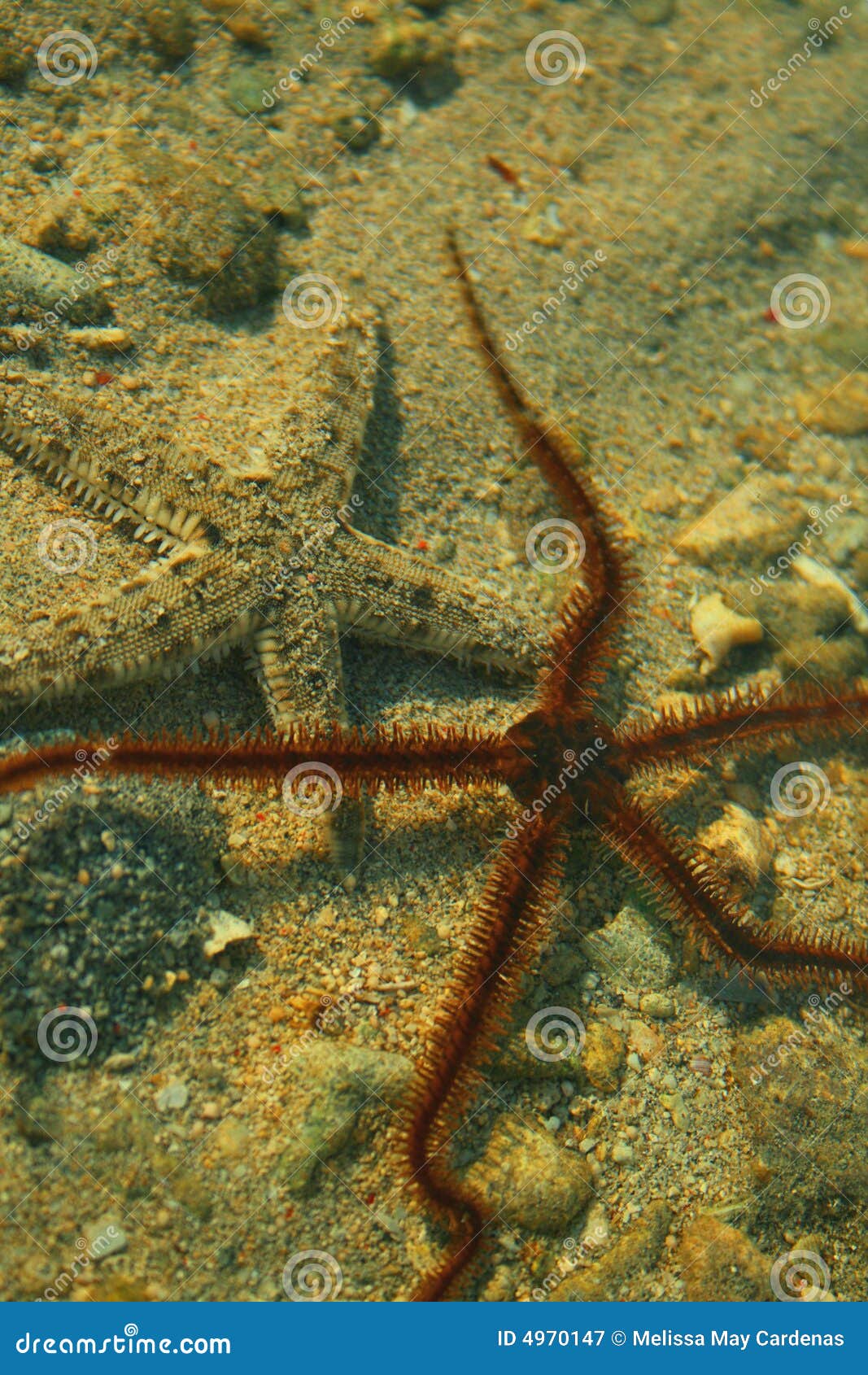 Starfish and Sea Lily stock image. Image of survival, beach - 4970147