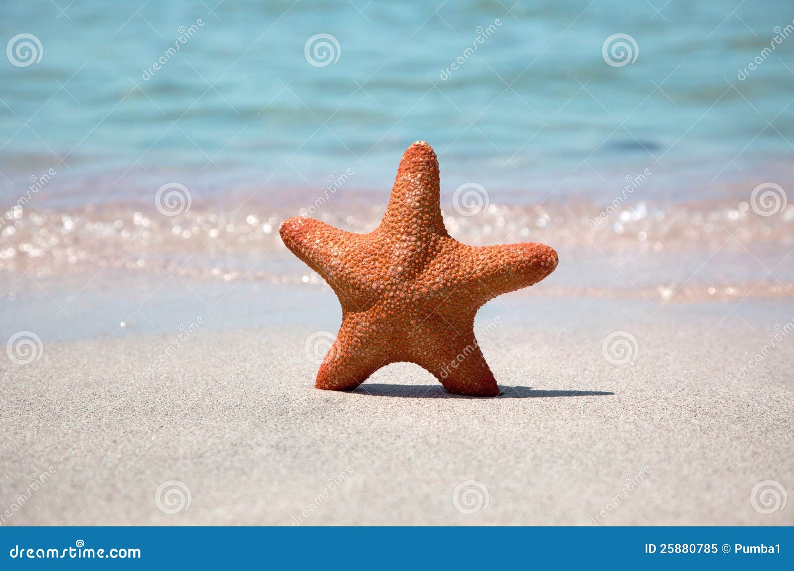 Starfish on sea sand stock image. Image of nautical, exotic - 25880785