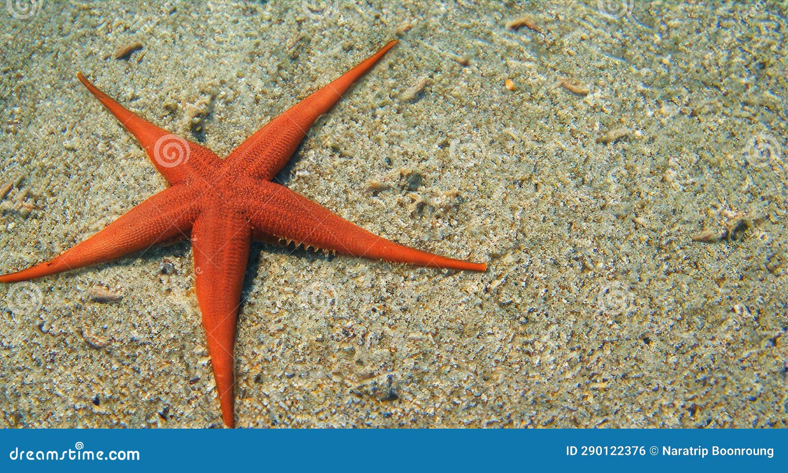Starfish in the Sea Starfish on the Sand Underwater Stock Photo - Image ...