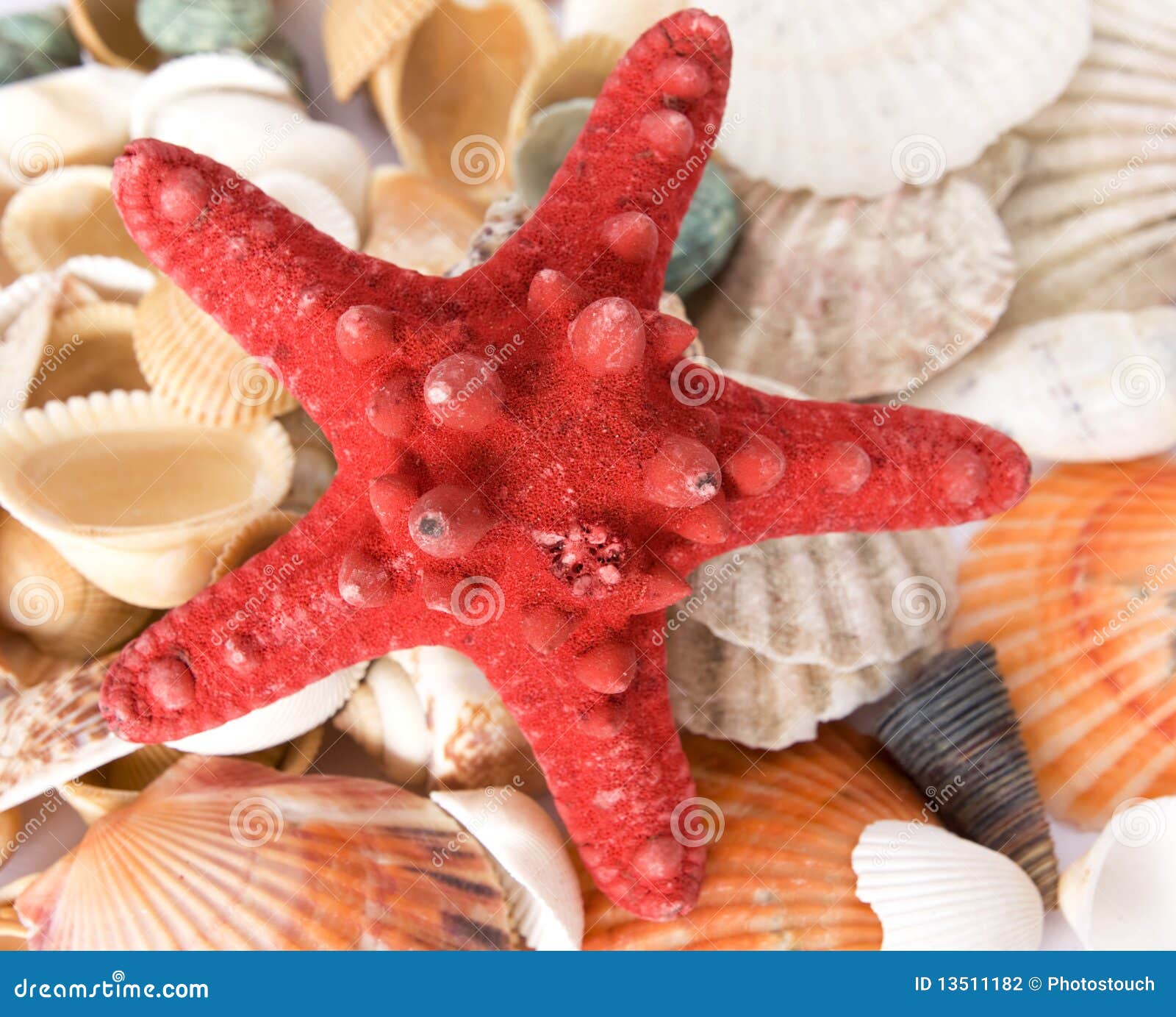 Starfish and sea shells stock photo. Image of decoration - 13511182