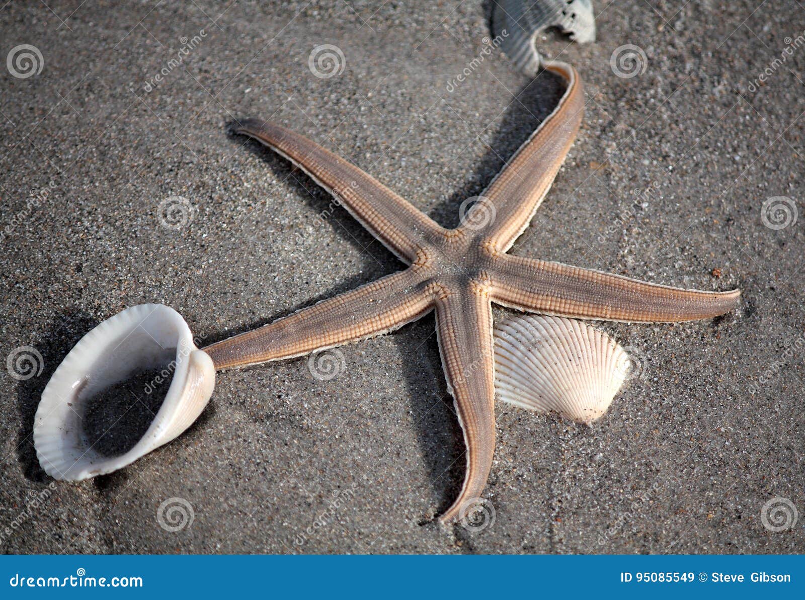 Starfish and Sea Shells stock image. Image of backgrounds - 95085549