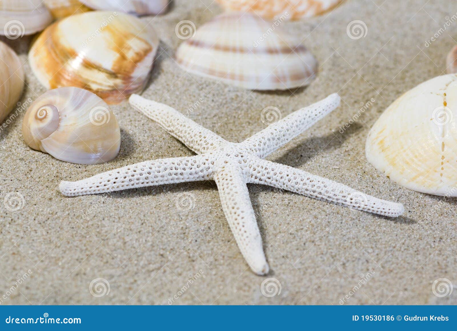 Starfish and Sea Shells on Beach Stock Photo - Image of macro, starfish ...