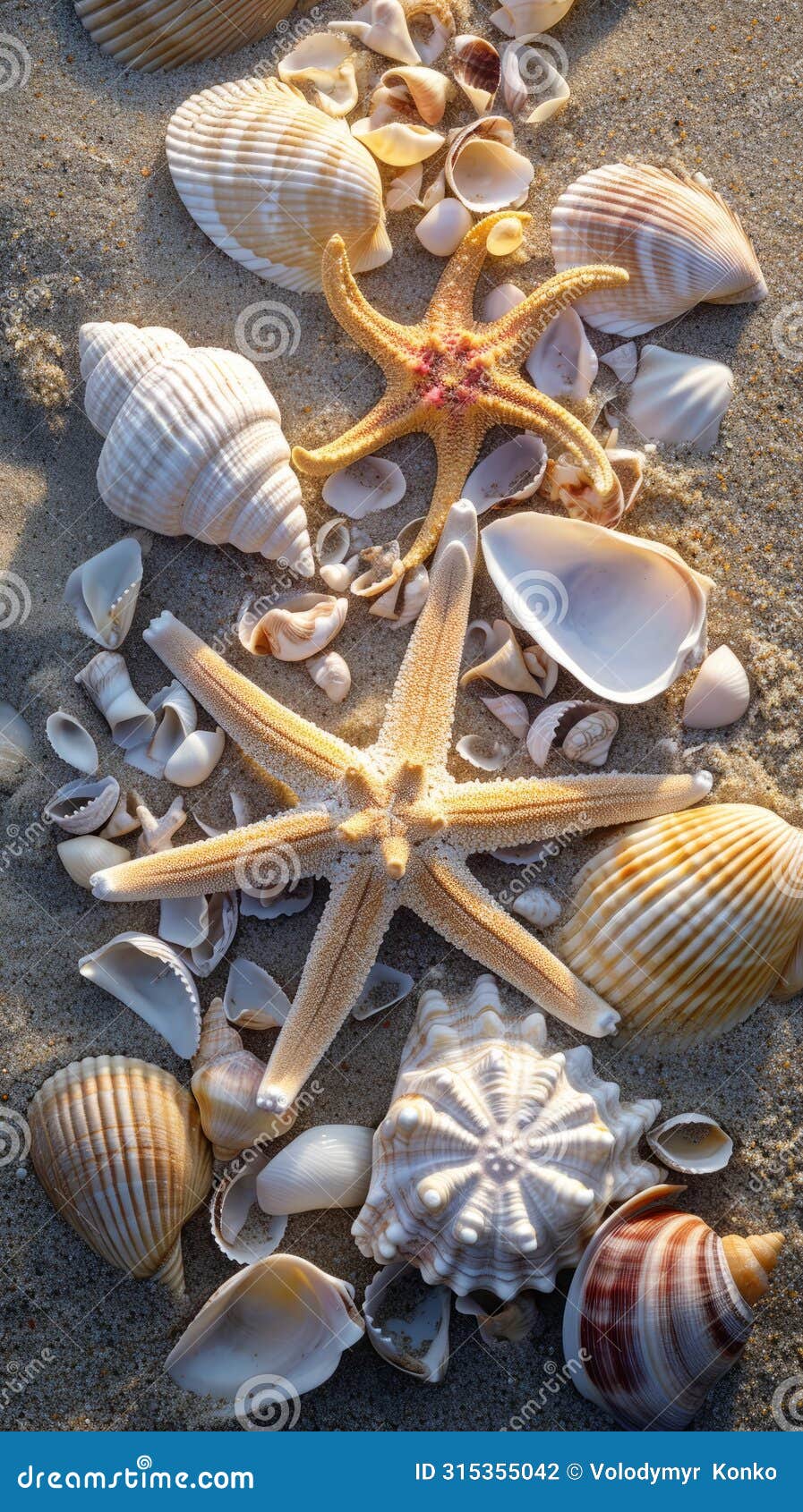 Starfish and Sea Shells on Beach, Natures Treasures Uncovered Stock ...