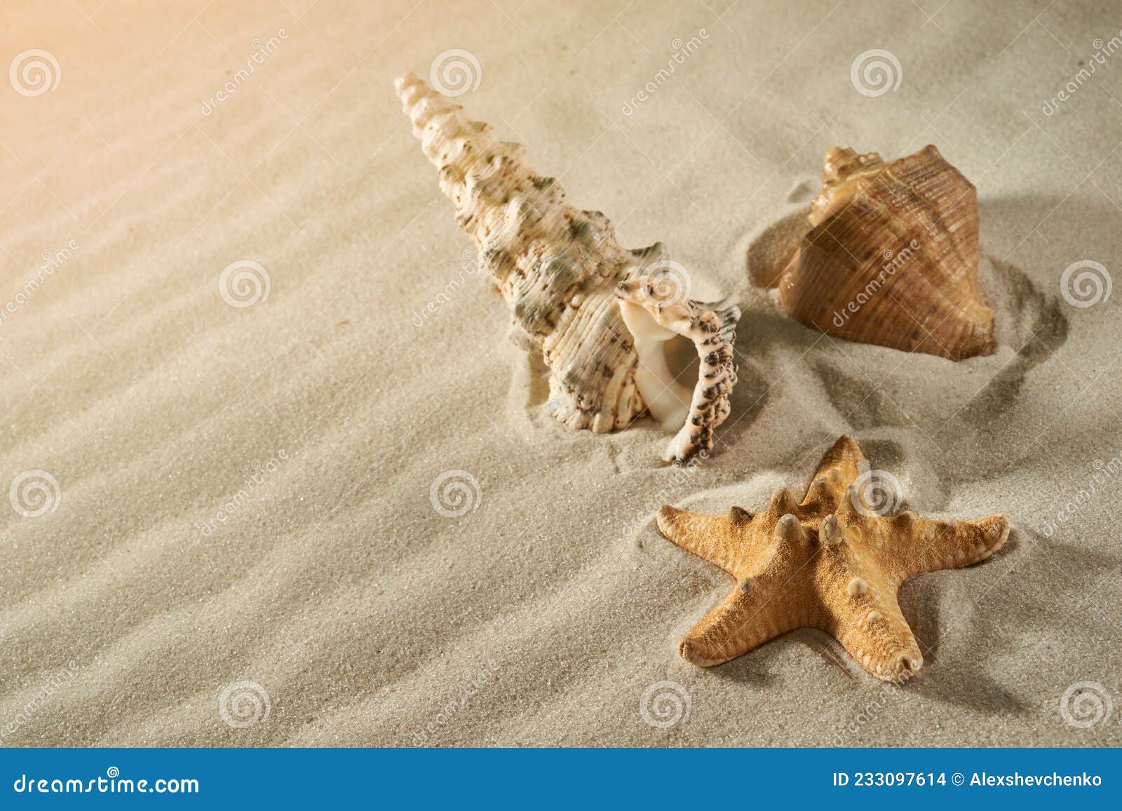 Starfish and Sea Shells on a Beach Stock Photo - Image of relaxation ...