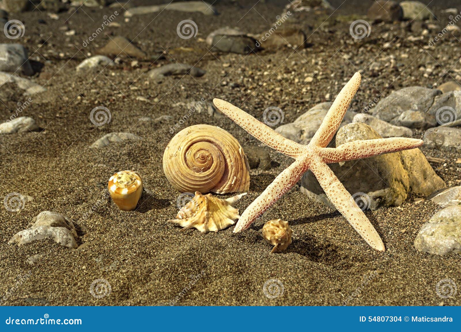 Starfish and Sea Shells on the Beach. Stock Photo - Image of star ...