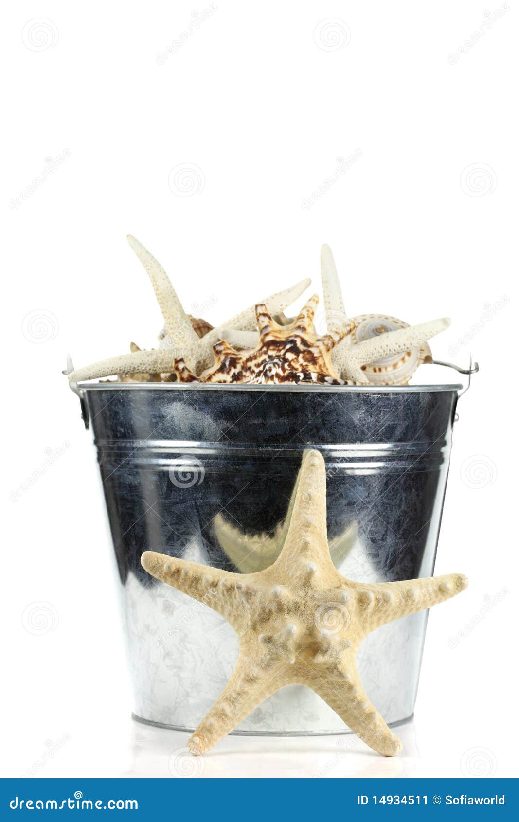 Starfish and Sea Shells in Steel Beach Bucket Stock Image - Image of ...