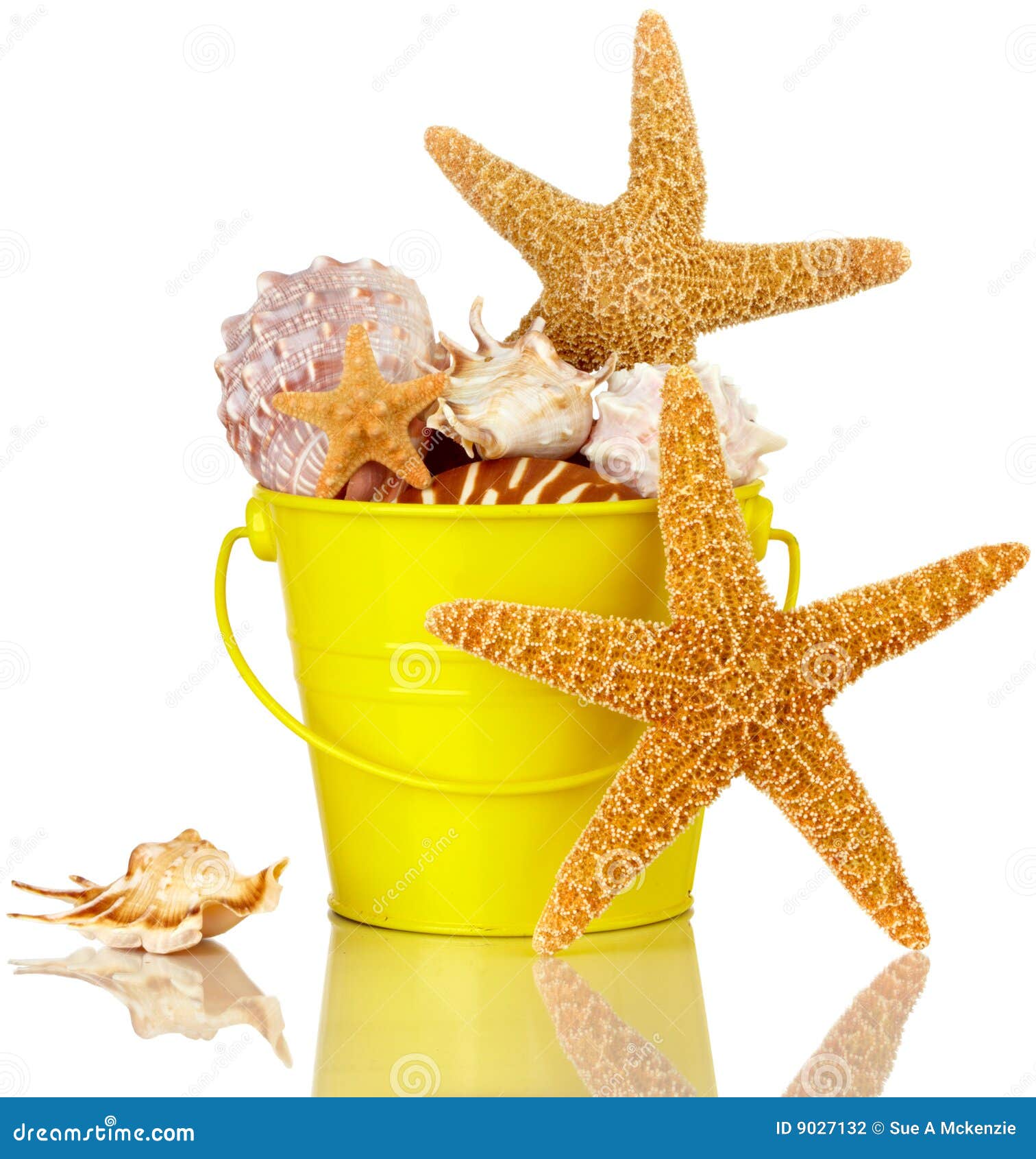 Starfish and Sea Shells in Yellow Beach Bucket Stock Photo - Image of ...