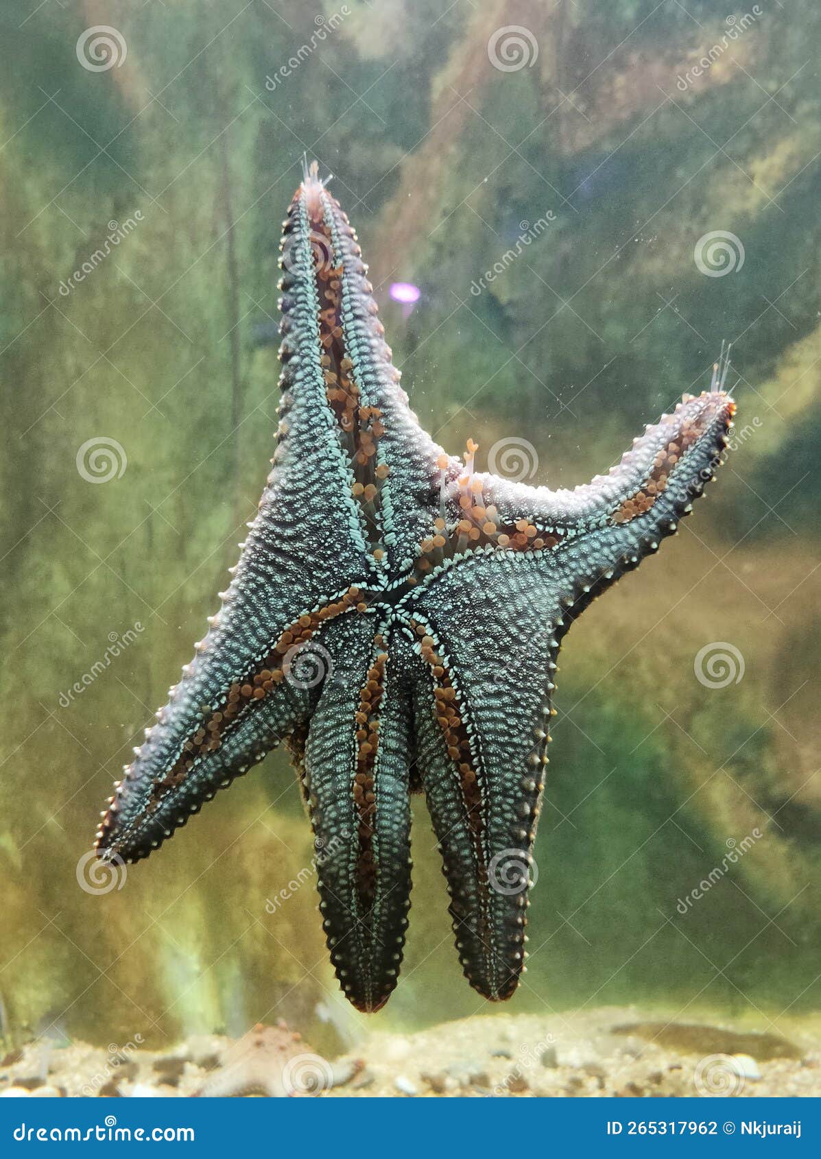 Sea Star Asteroidea