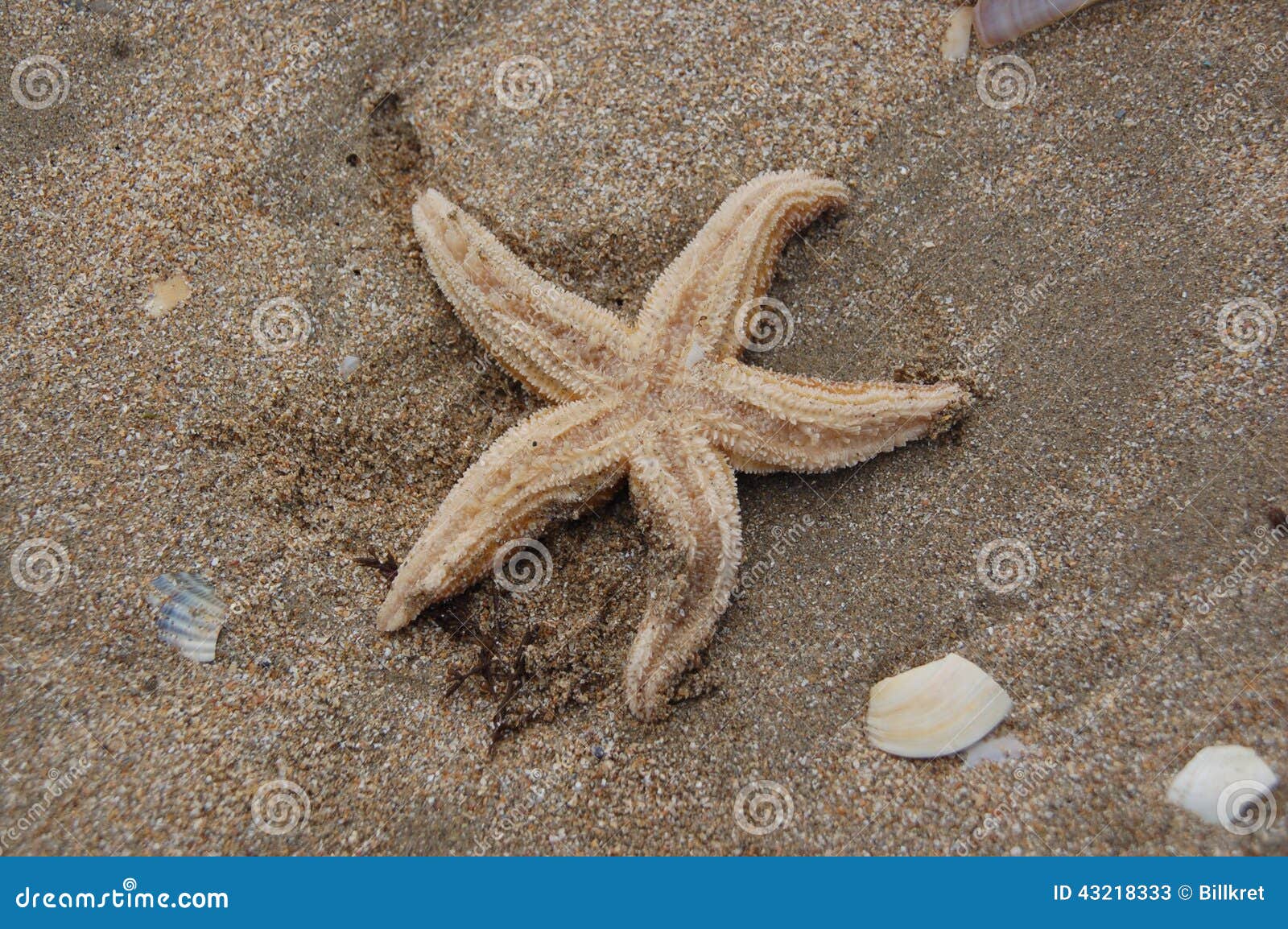 Starfish stock image. Image of organism, starfish, echinoderms - 43218333