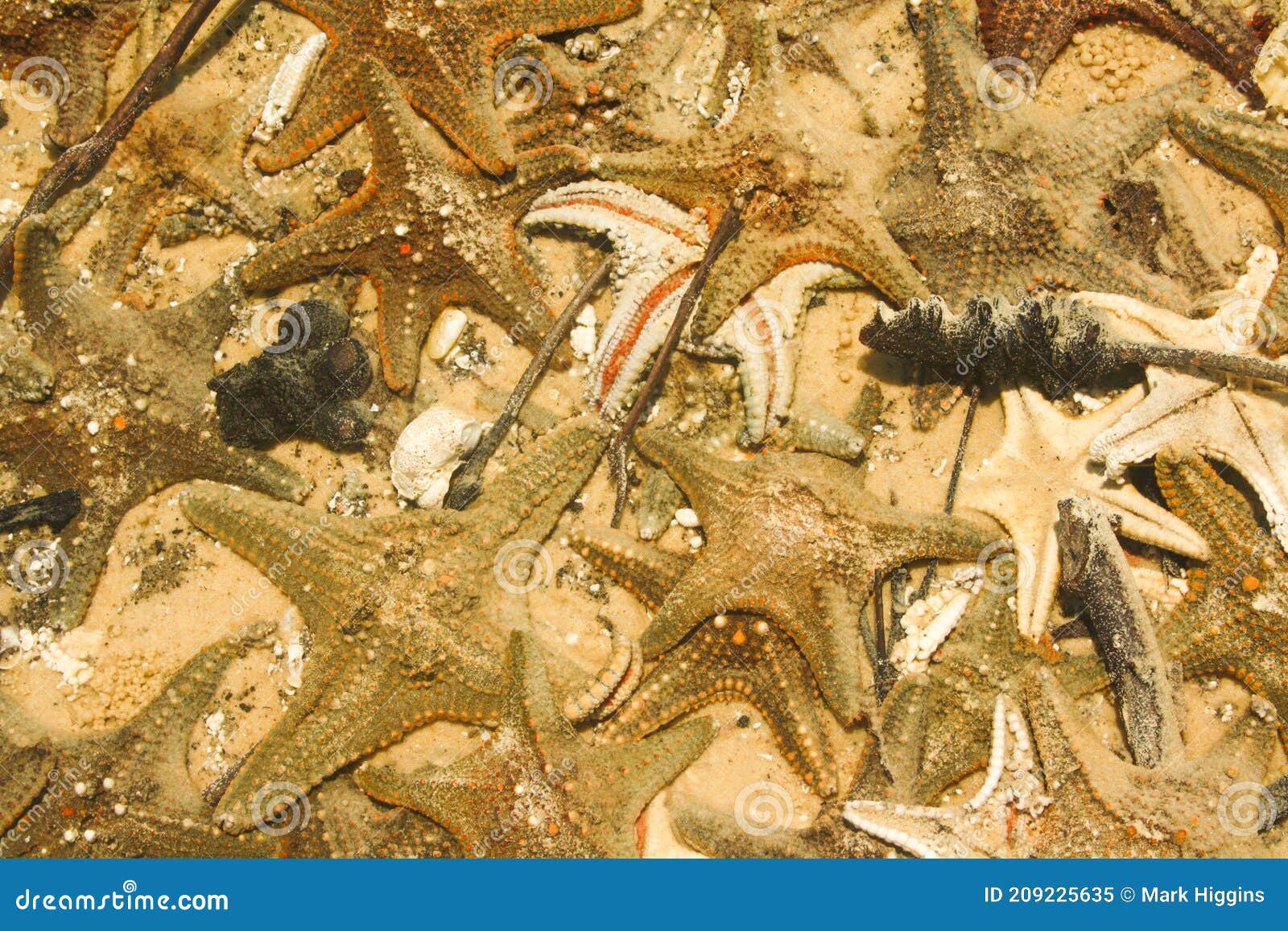 Starfish stock image. Image of coast, fish, starfish - 209225635